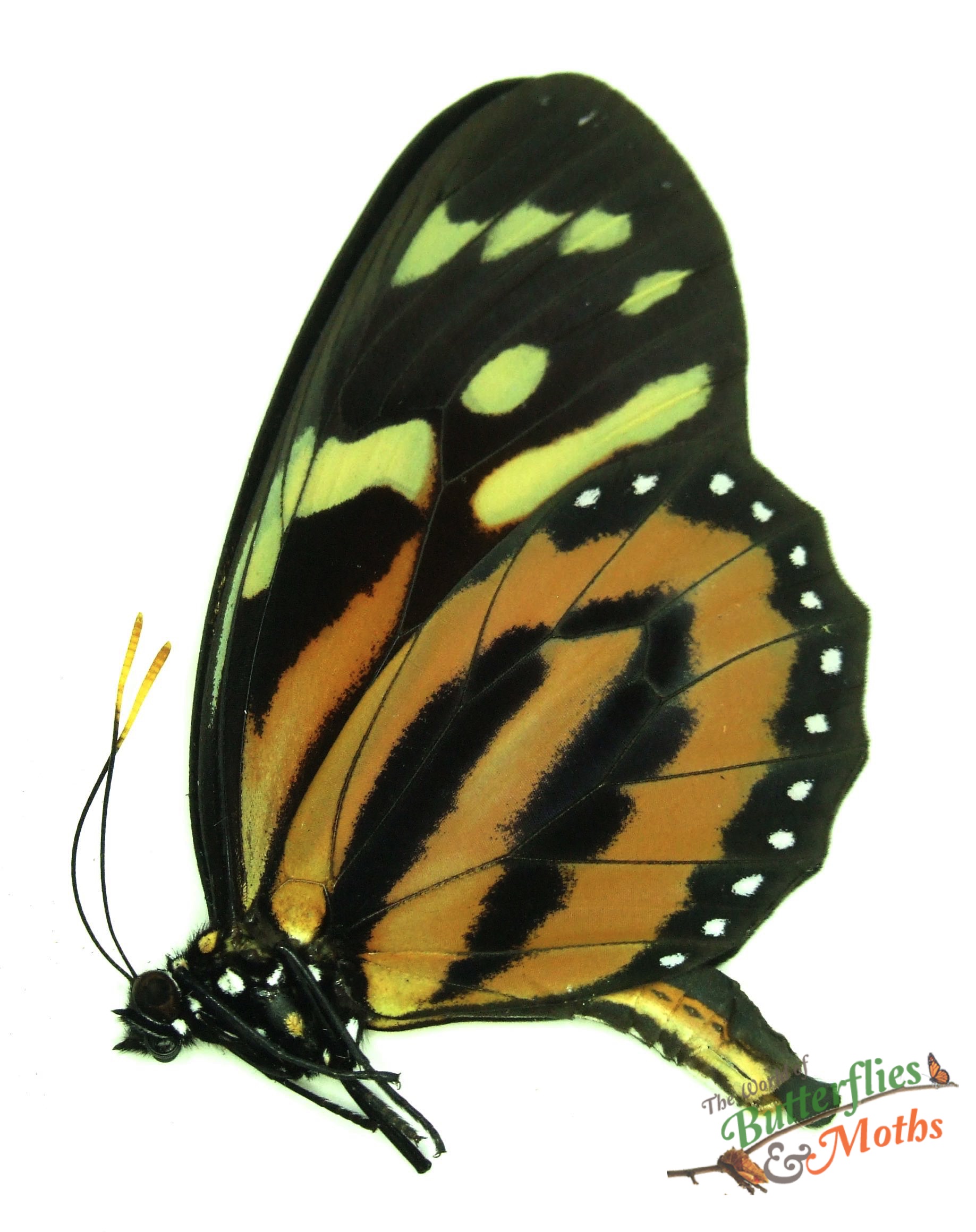 Lycorea halia pales Tiger-mimic queen PERU - World of Butterflies and Moths