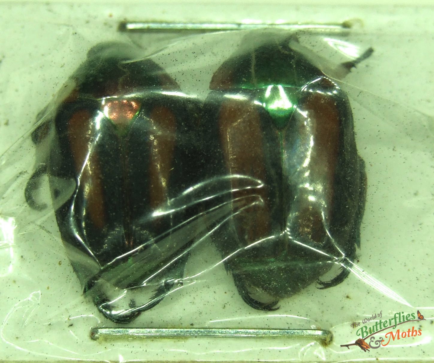 Macraspis andicola beetle PERU - World of Butterflies and Moths