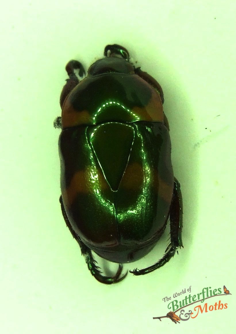 Macraspis martinezi beetle PERU - World of Butterflies and Moths