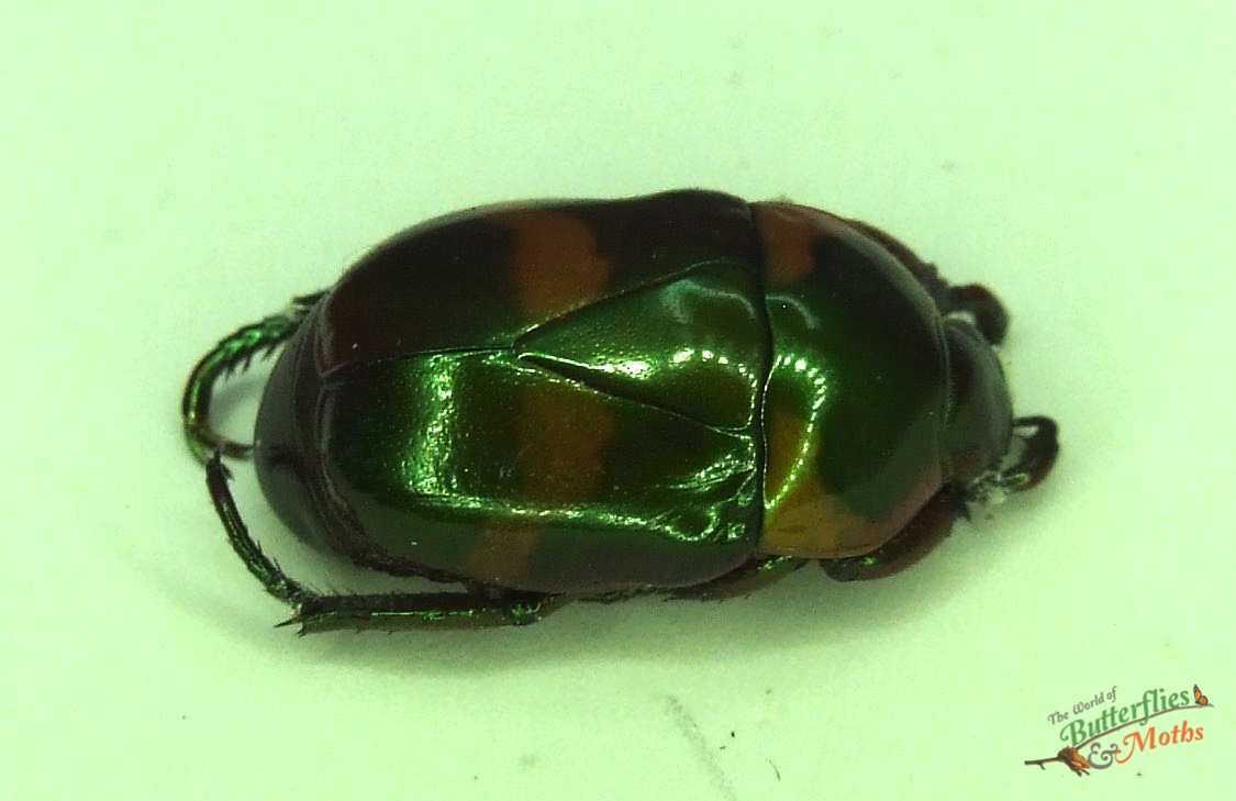 Macraspis martinezi beetle PERU - World of Butterflies and Moths
