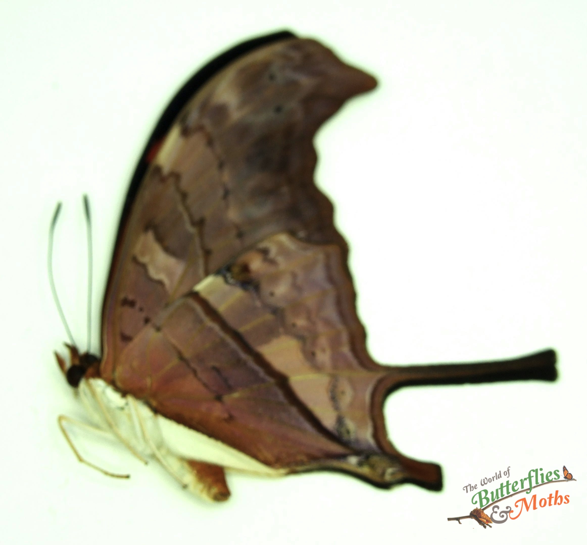 Marpesia petreus Ruddy Daggerwing PERU - World of Butterflies and Moths