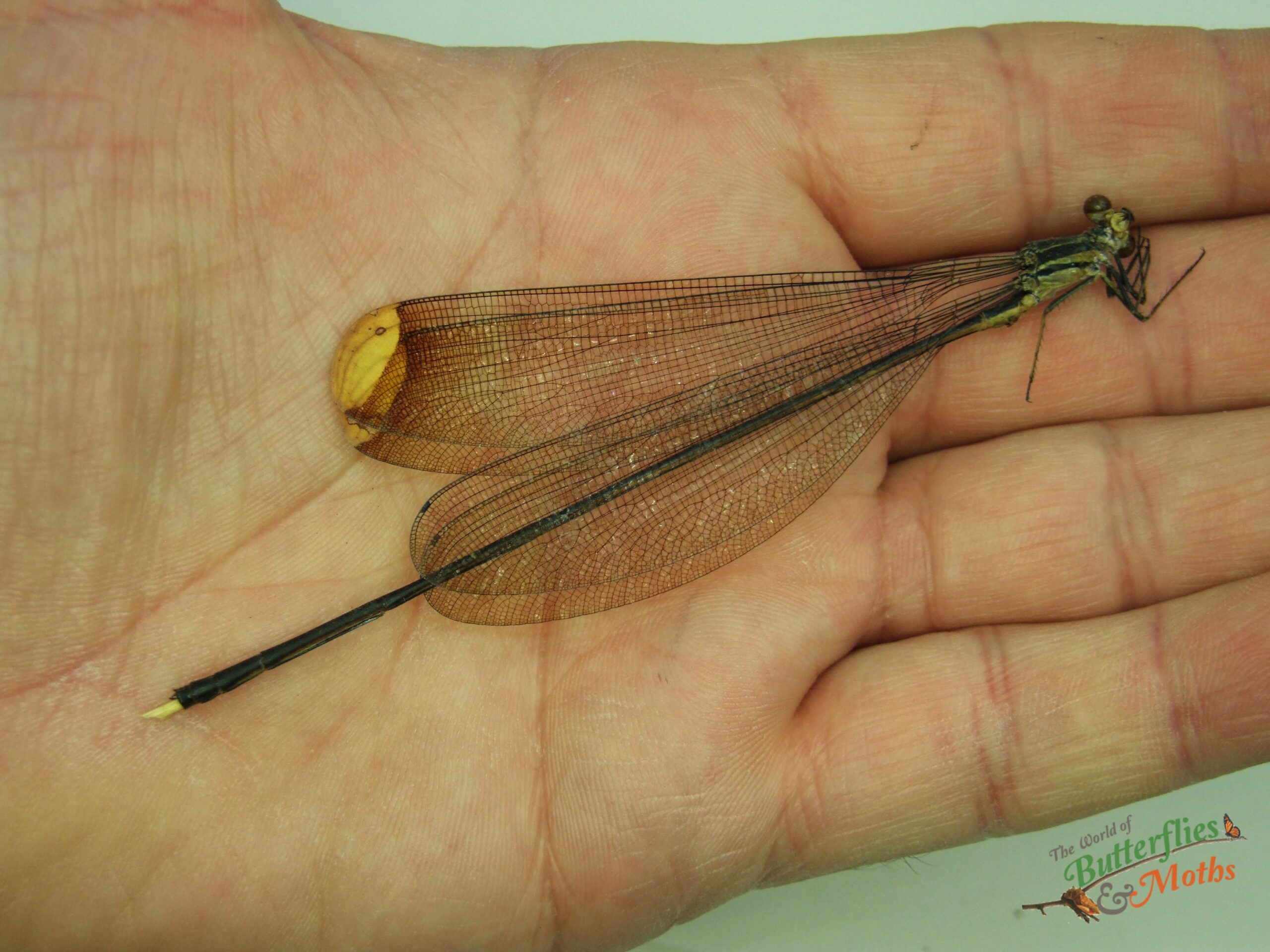 Microstigma rotundatum Helicopter damselfly PERU - World of Butterflies ...