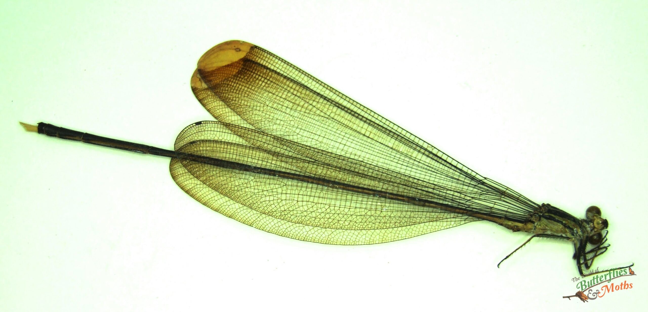 Microstigma rotundatum Helicopter damselfly PERU - World of Butterflies ...