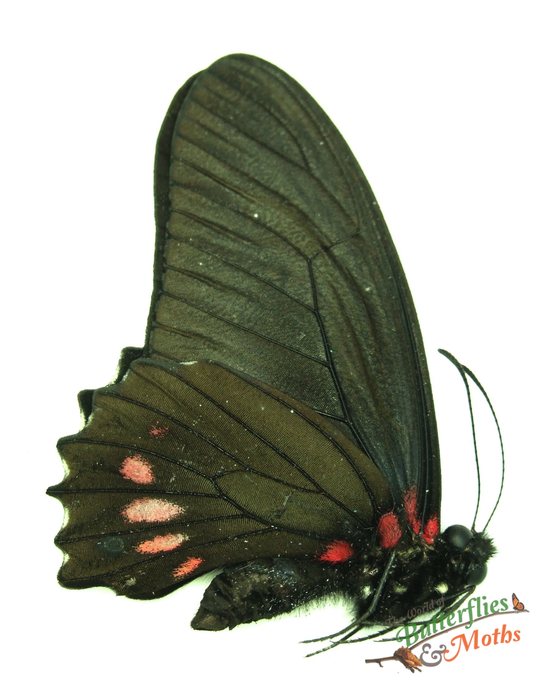 Mimoides ariarathes gayi PERU - World of Butterflies and Moths