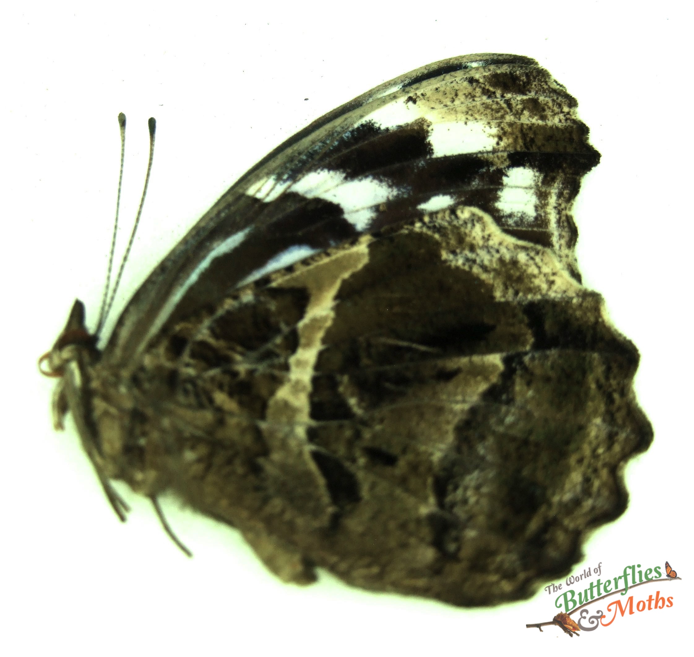 Myscelia ethusa Mexican Bluewing - World of Butterflies and Moths