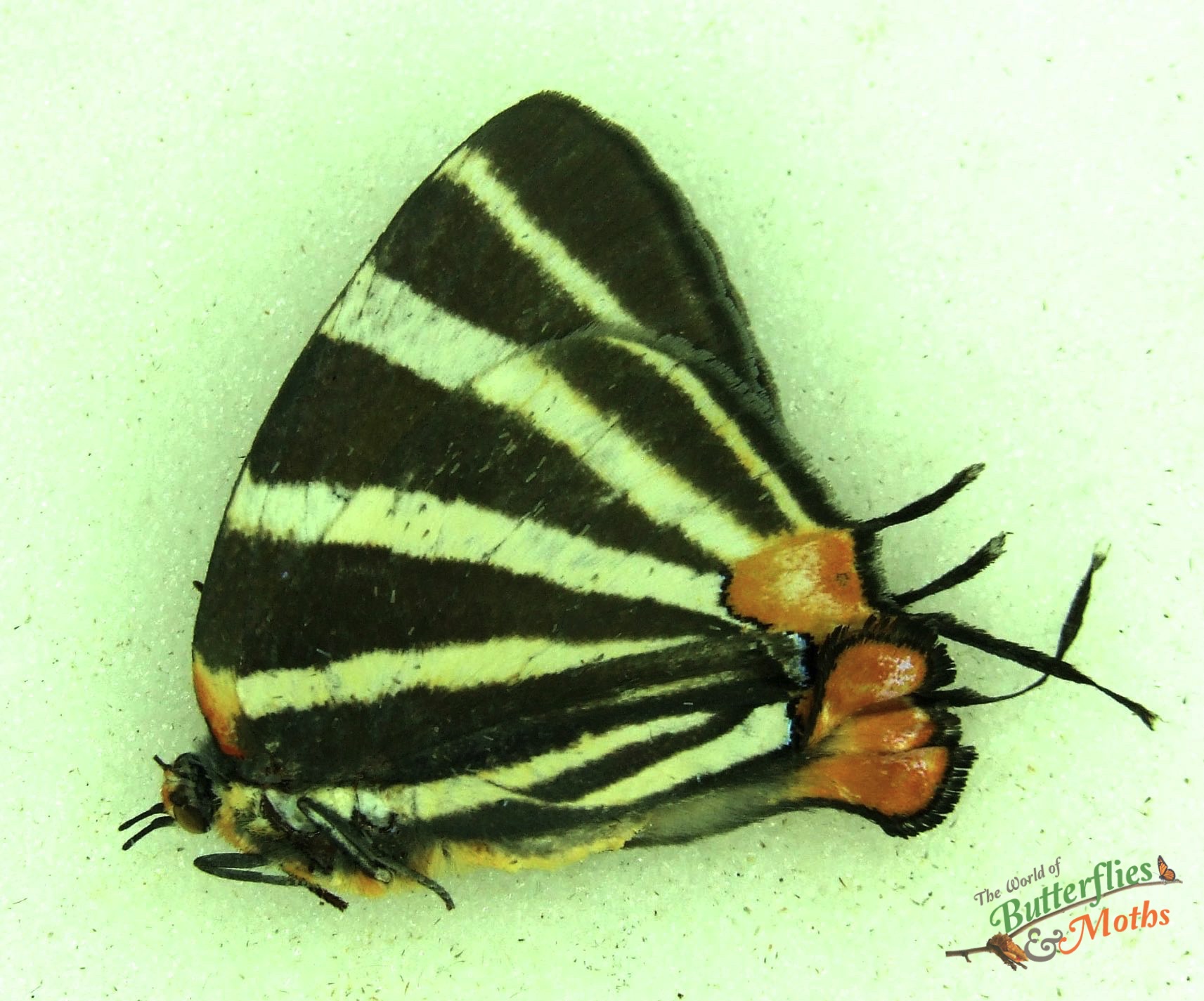 Panthiades bathildis Zebra-striped Hairstreak MEXICO - World of ...