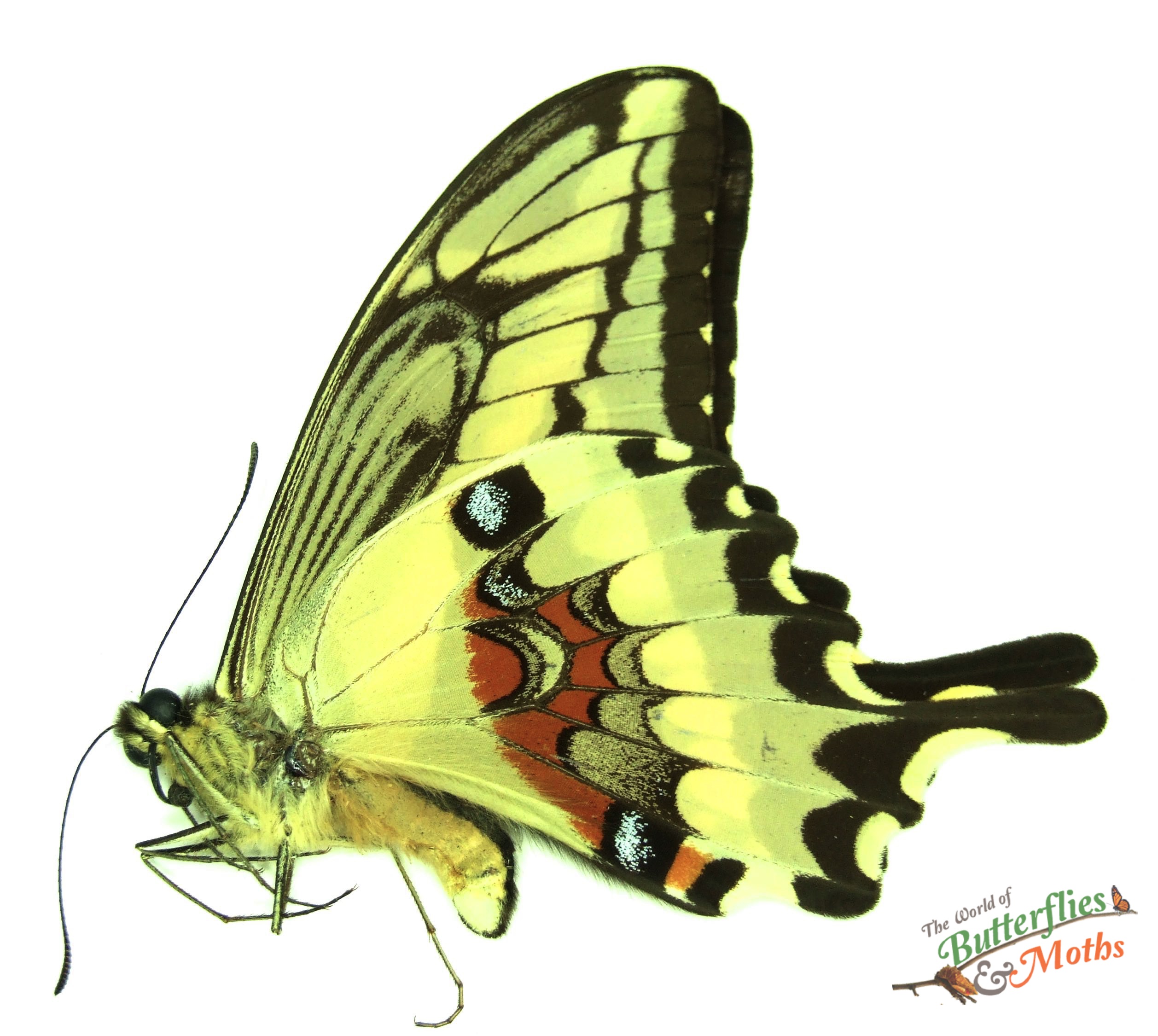 Papilio paeon PERU - World of Butterflies and Moths