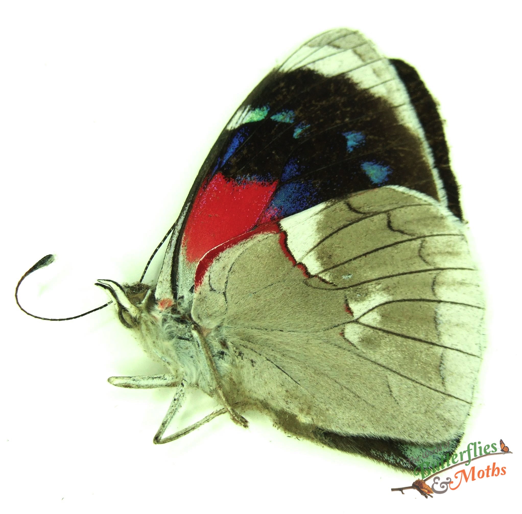 Perisama morona PERU - World of Butterflies and Moths