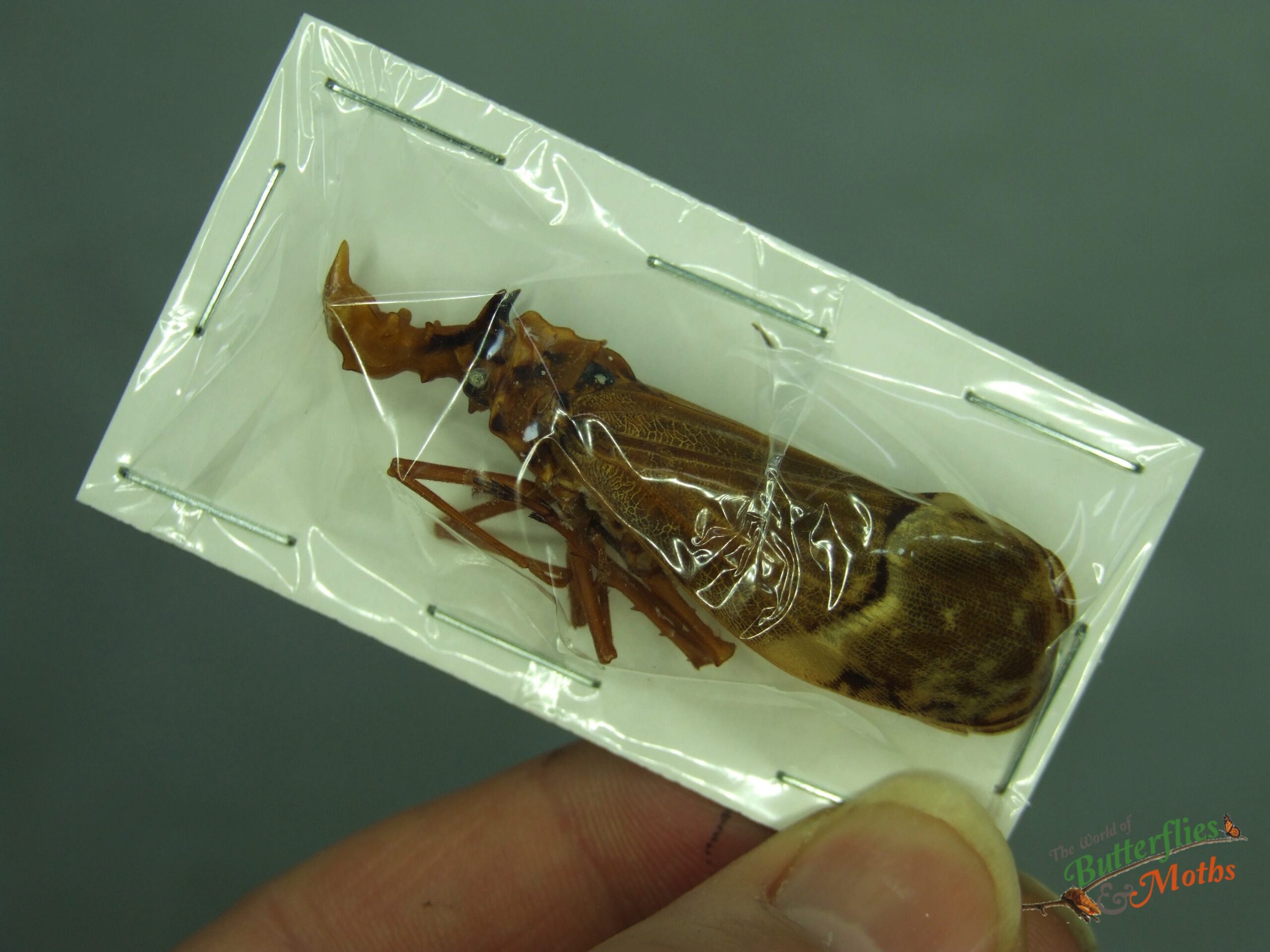 Phrictus buchei Star-nosed Lantern fly PERU - World of Butterflies and ...