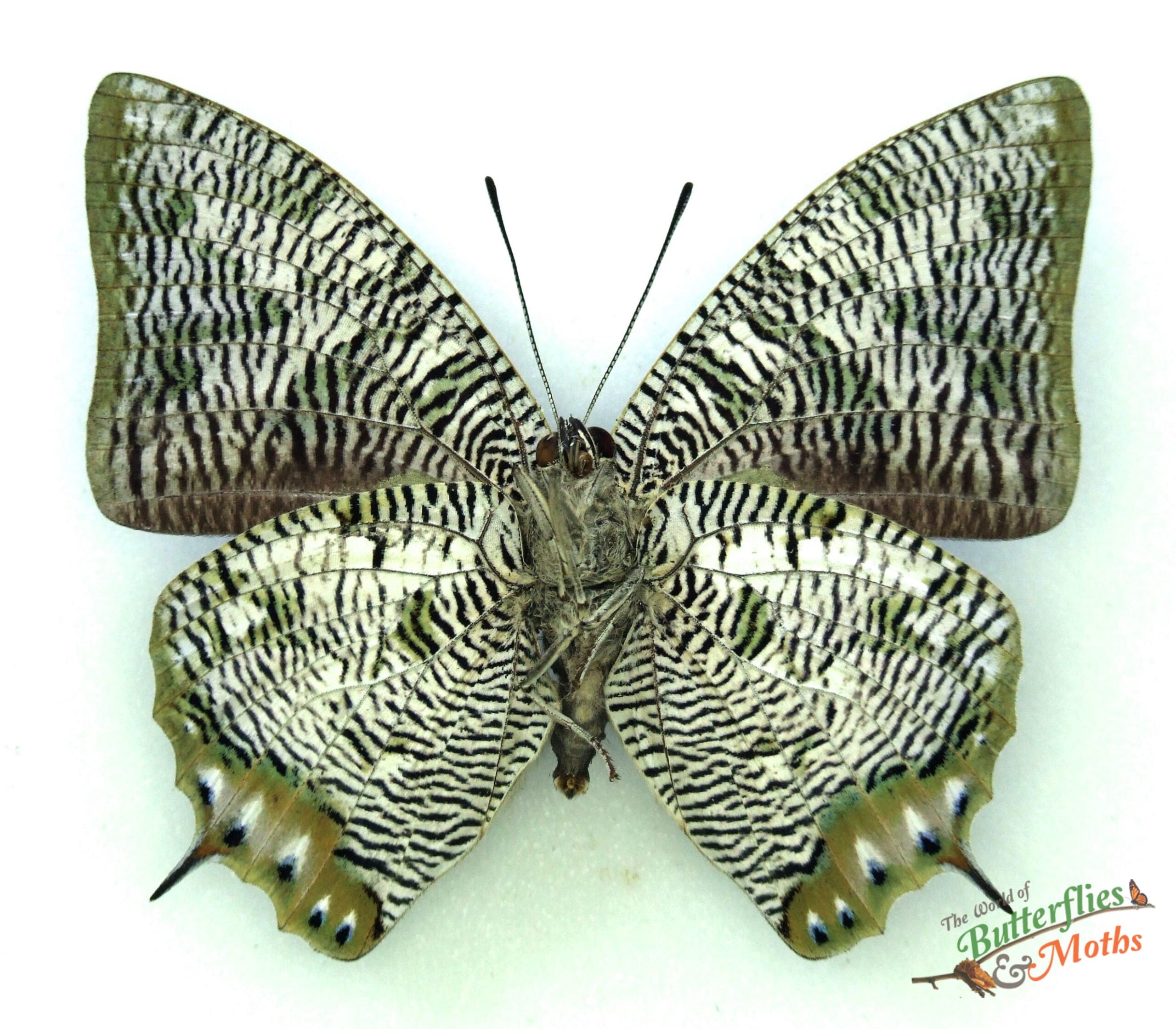 Polygrapha cyanea Blue leafwing PERU - World of Butterflies and Moths