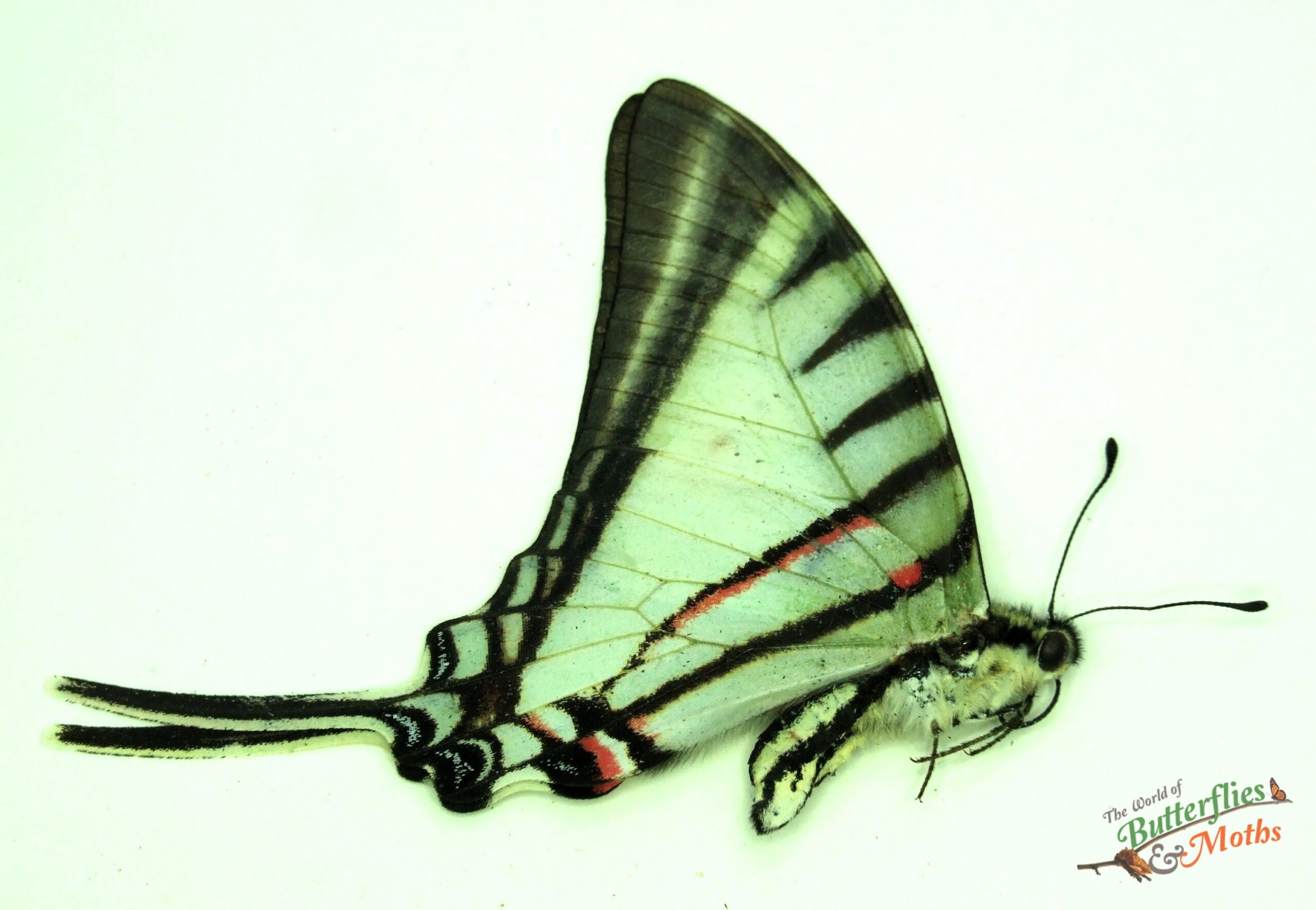Protographium agesilaus PERU - World of Butterflies and Moths