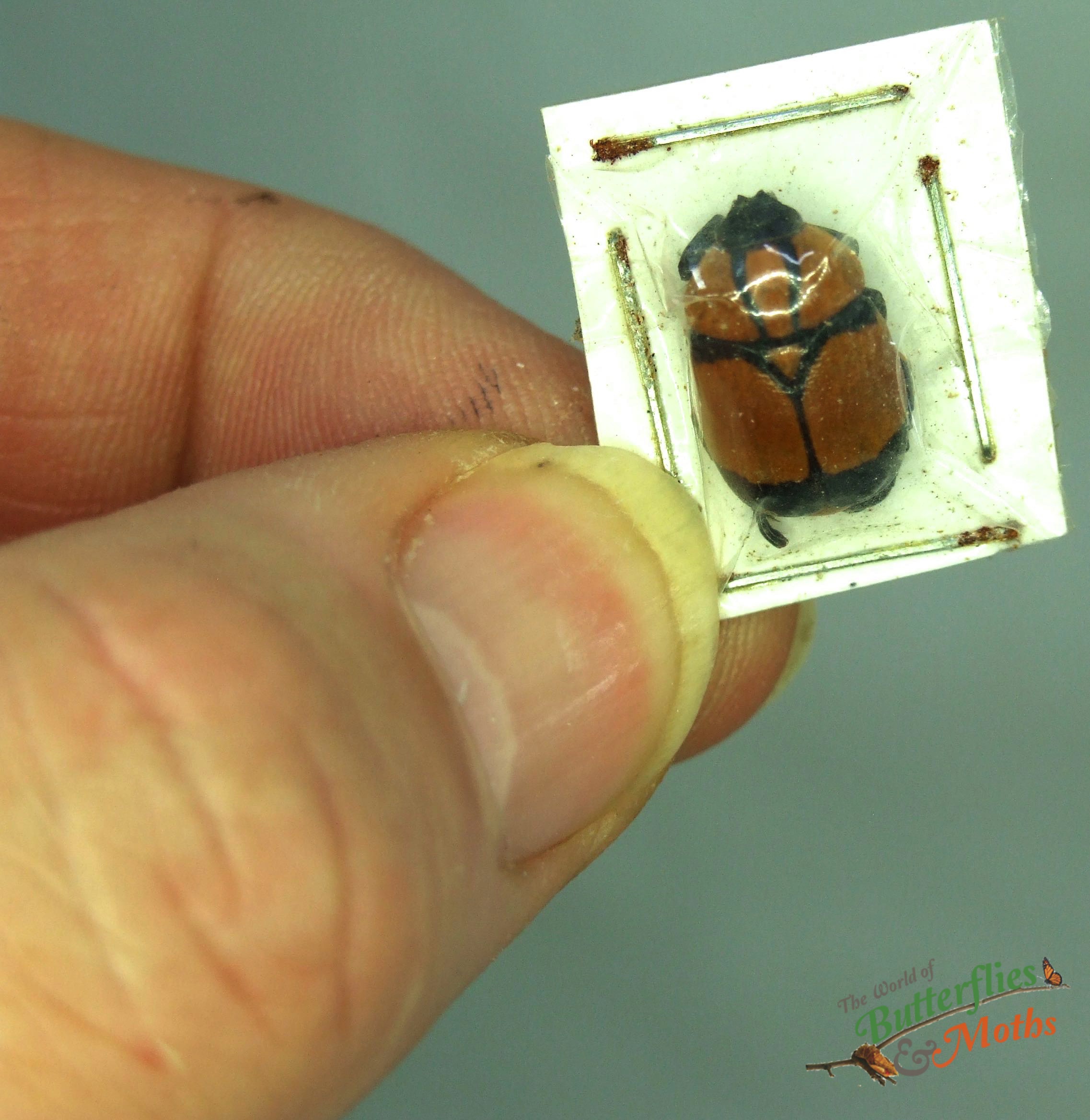 Rutela heraldica beetle PERU - World of Butterflies and Moths