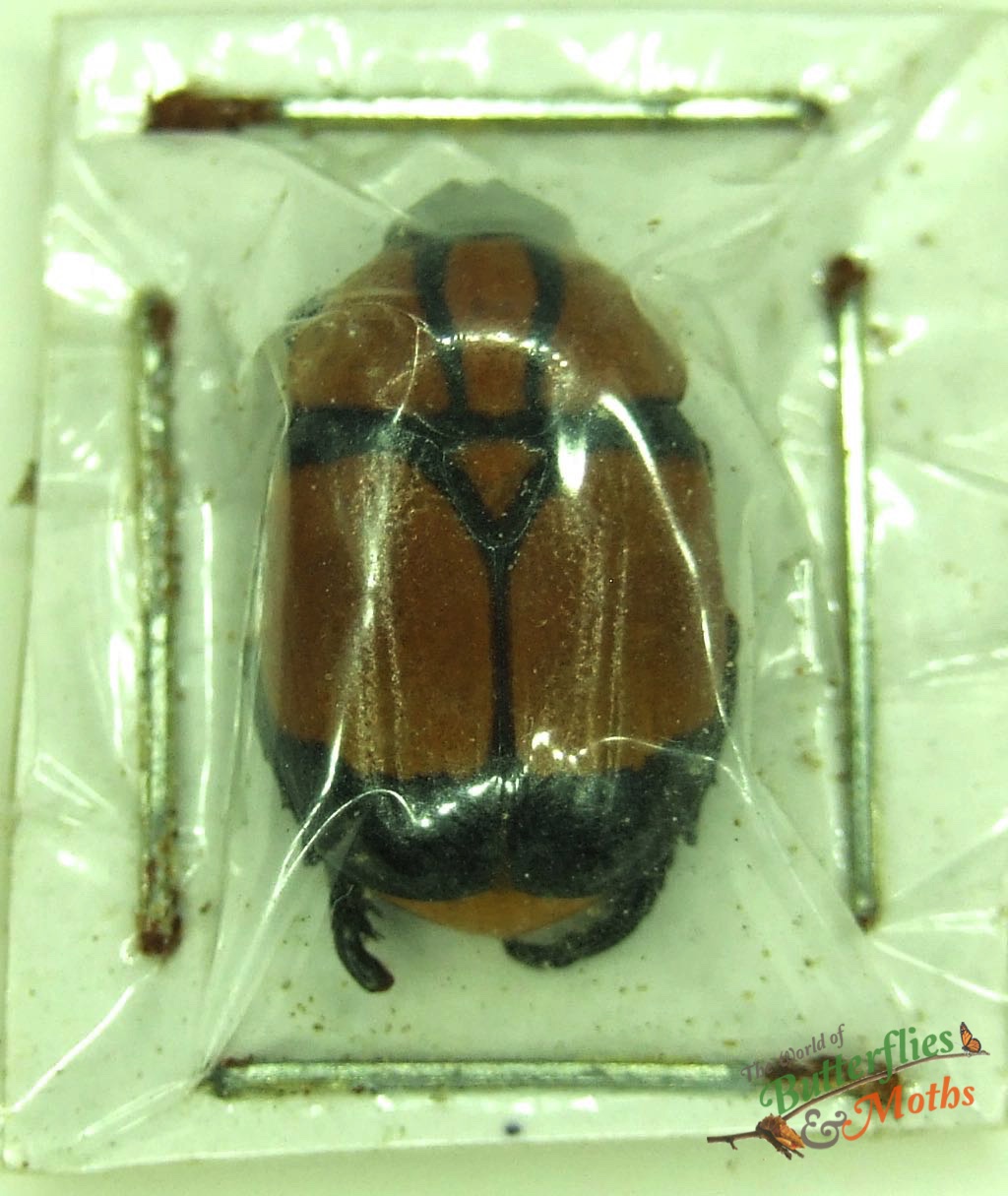 Rutela heraldica beetle PERU - World of Butterflies and Moths