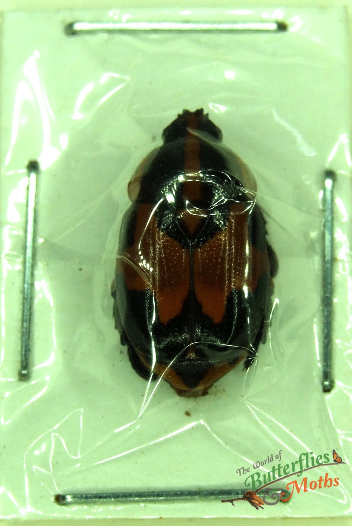 Rutela histrio beetle PERU - World of Butterflies and Moths