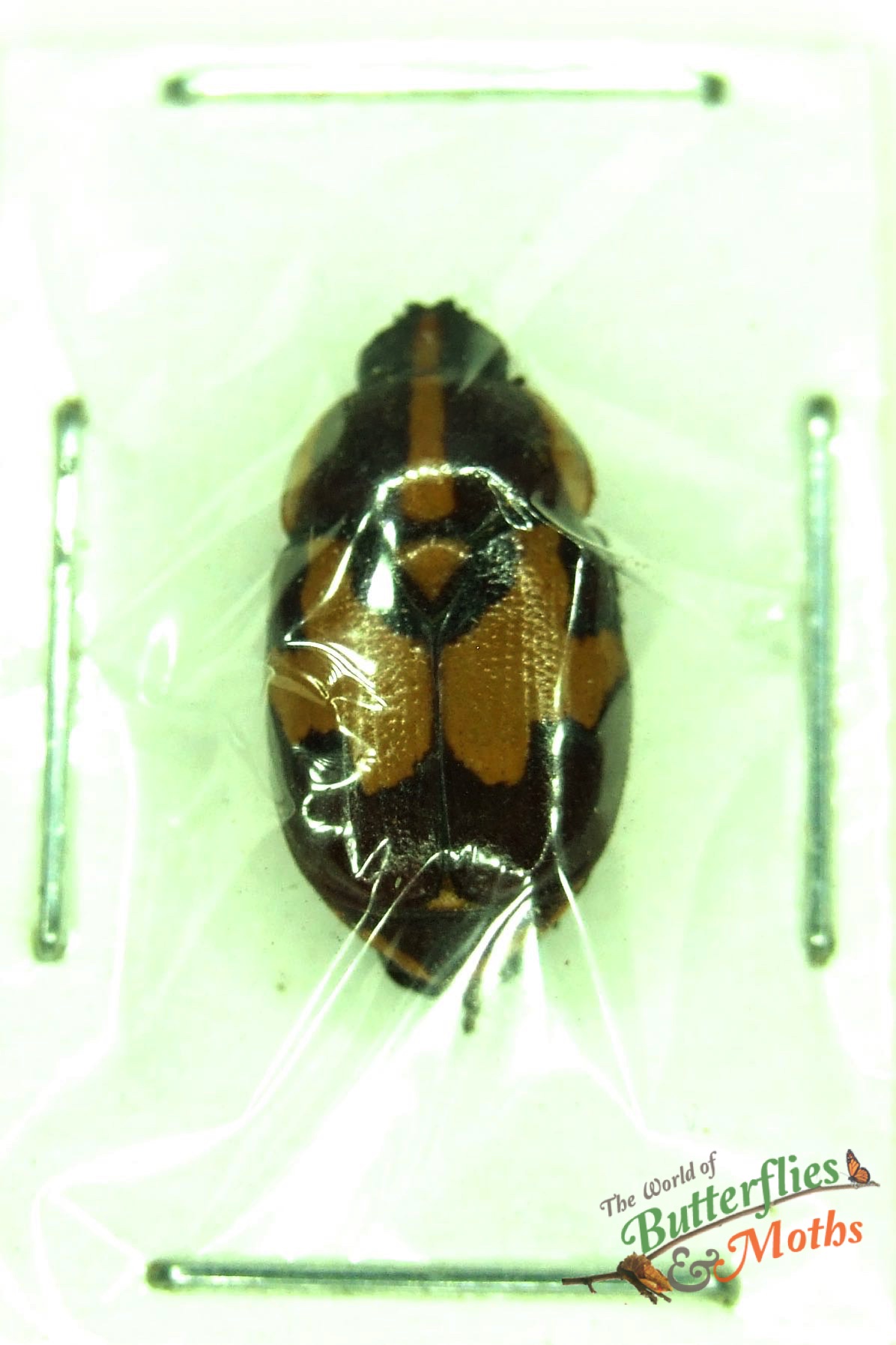 Rutela histrio beetle PERU - World of Butterflies and Moths