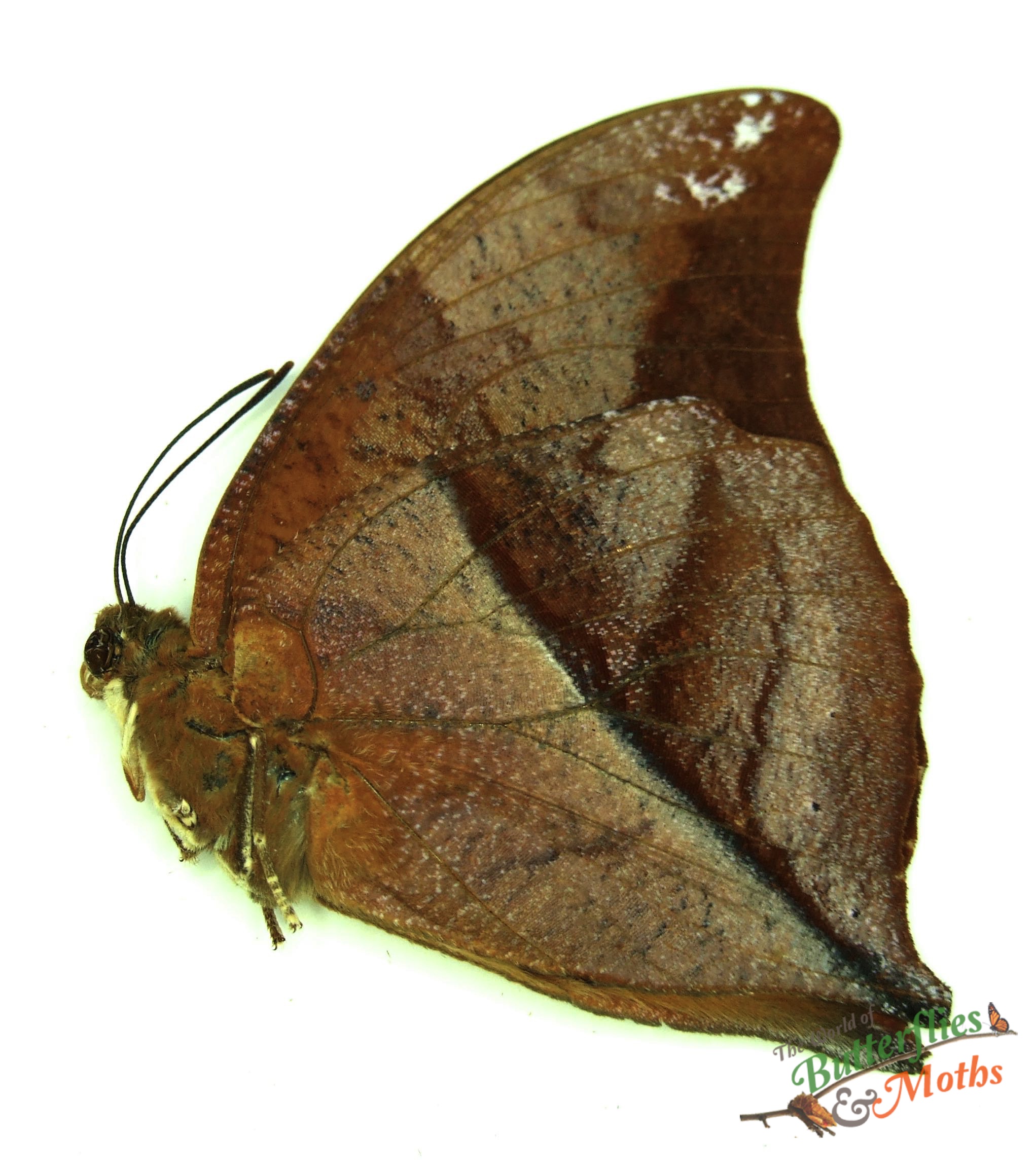 Zaretis isadora Cramer's Leafwing PERU - World of Butterflies and Moths