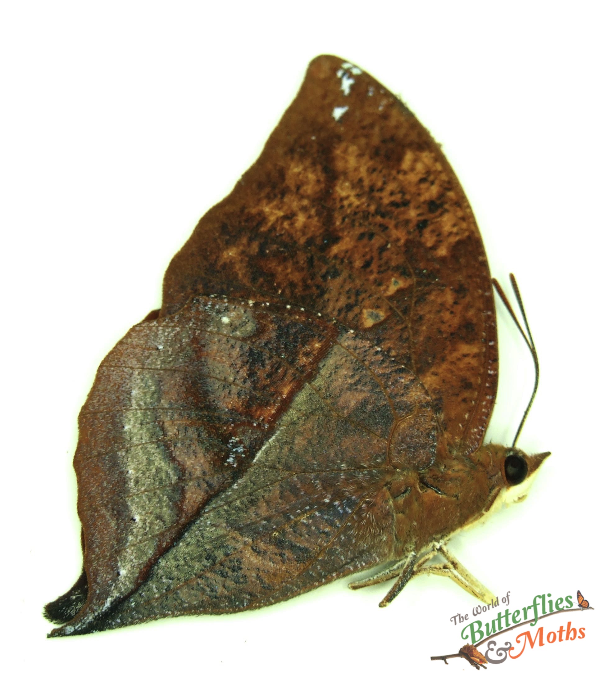 Zaretis itys Skeletal Leafwing PERU - World of Butterflies and Moths