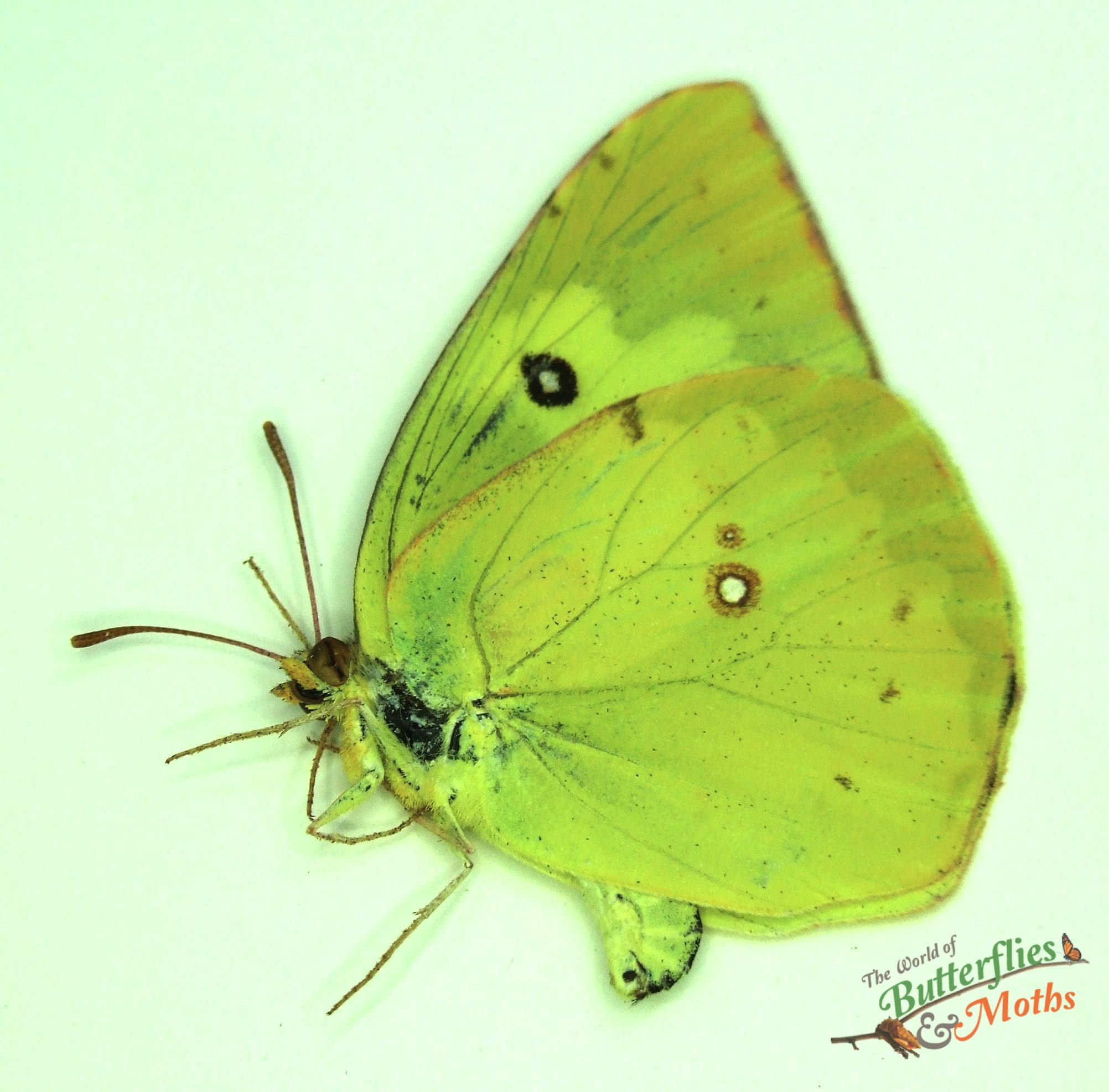 Zerene cesonia Southern Dogface MEXICO - World of Butterflies and Moths