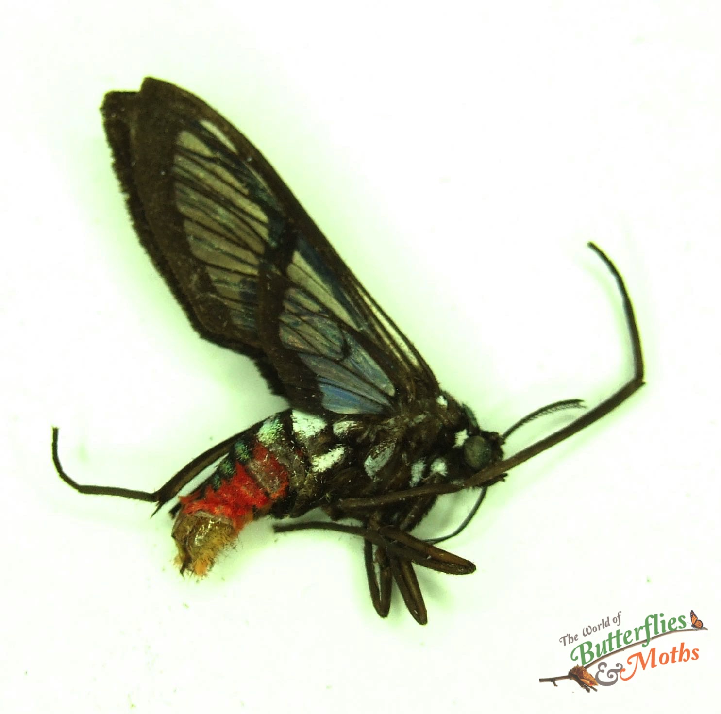 Cosmosoma species Arctiidae moth BOLIVA - World of Butterflies and Moths