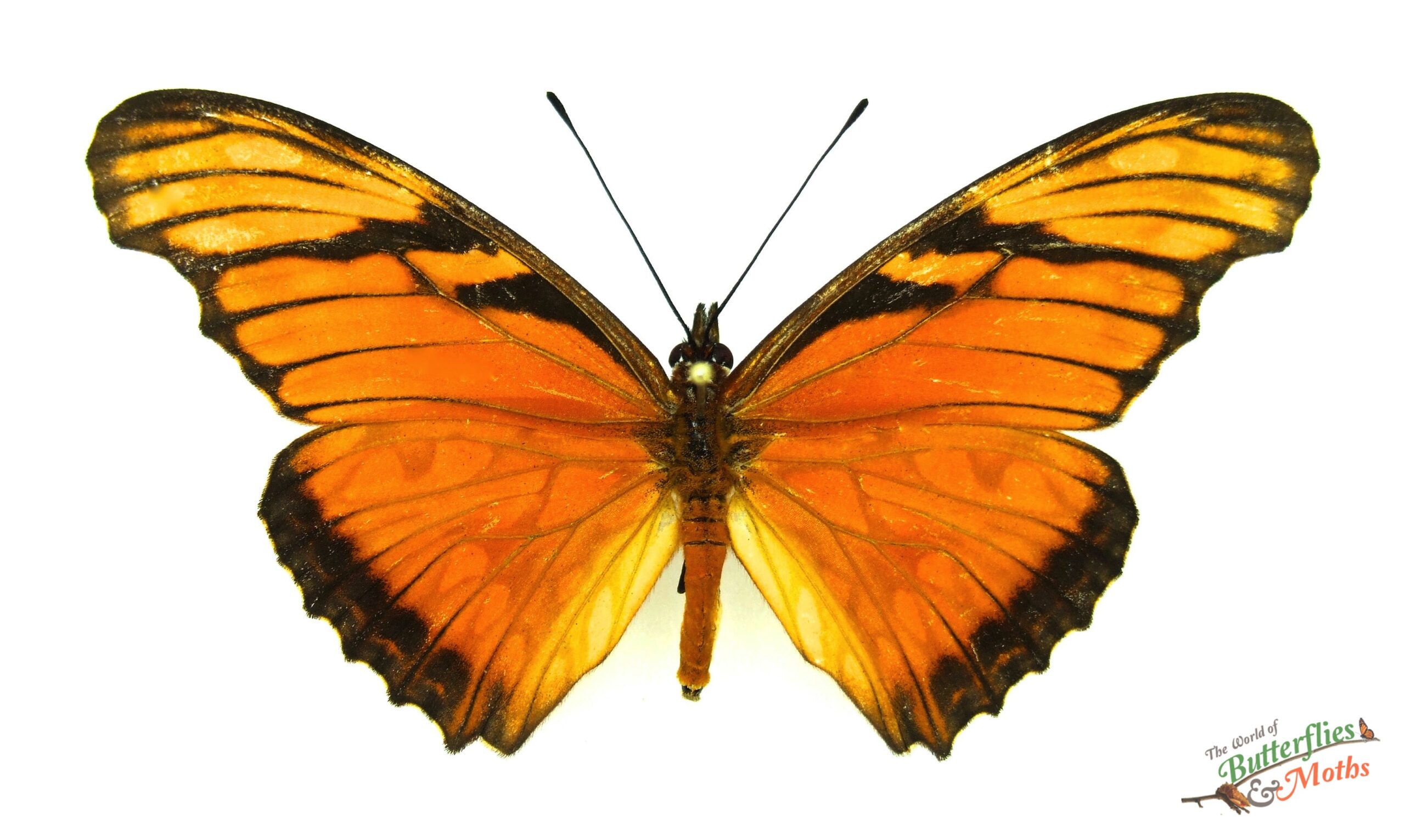 Dione juno Silverspot MEXICO - World of Butterflies and Moths