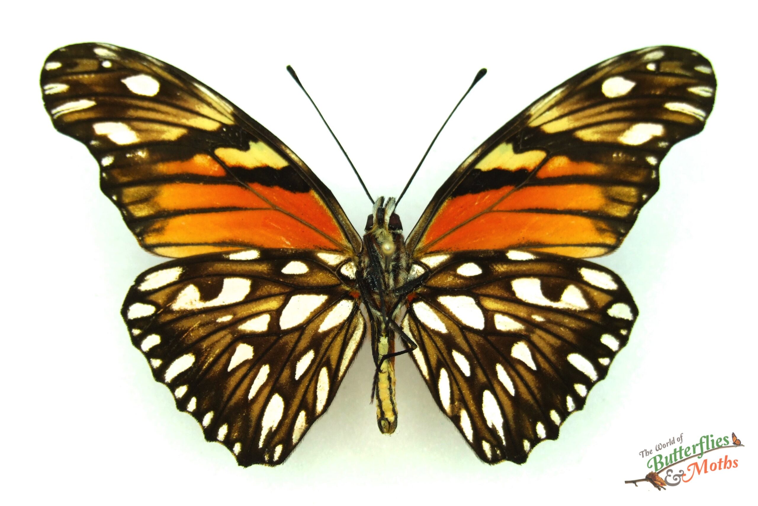 Dione juno Silverspot PERU - World of Butterflies and Moths
