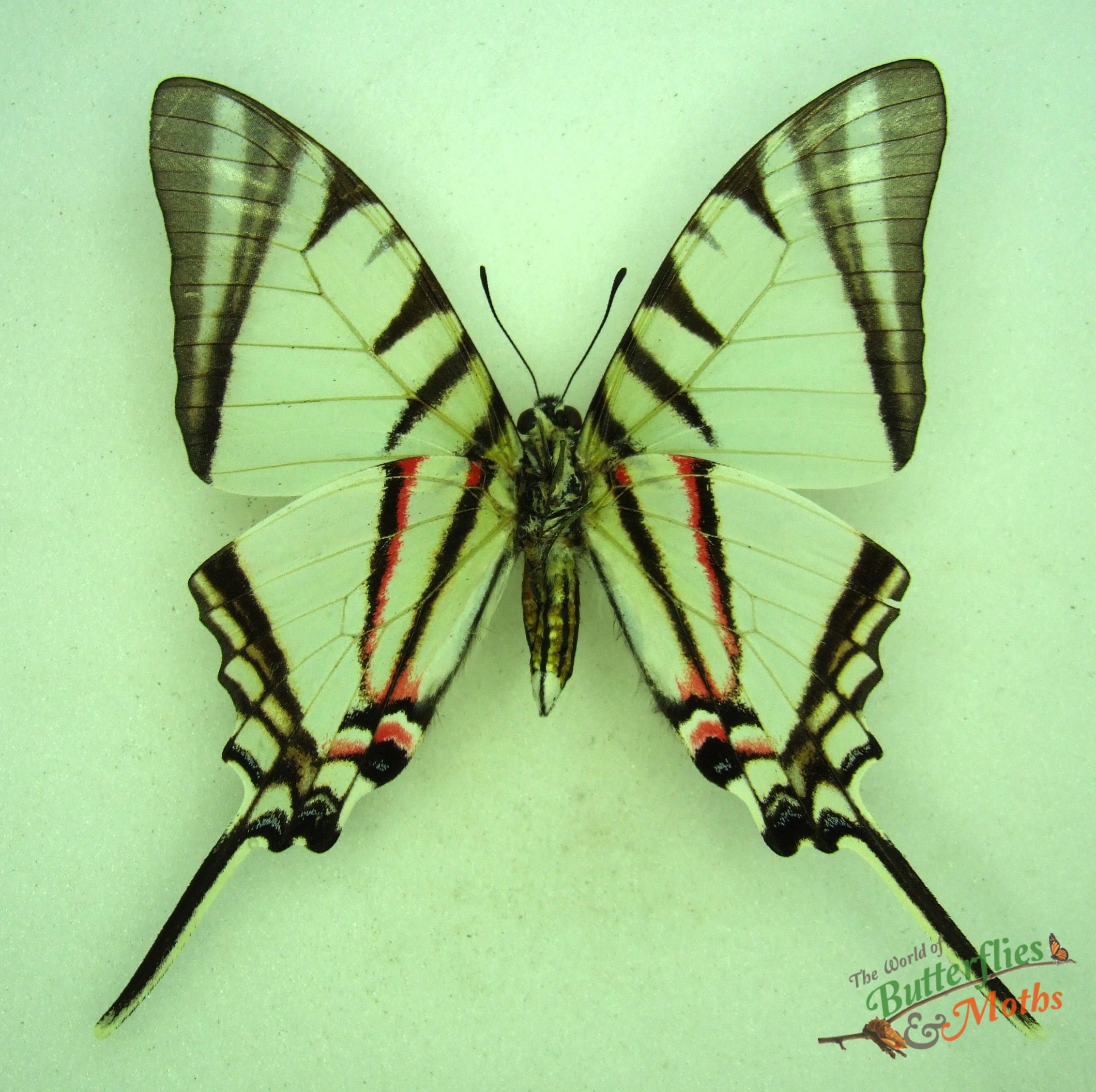 Protographium agesilaus PERU - World of Butterflies and Moths