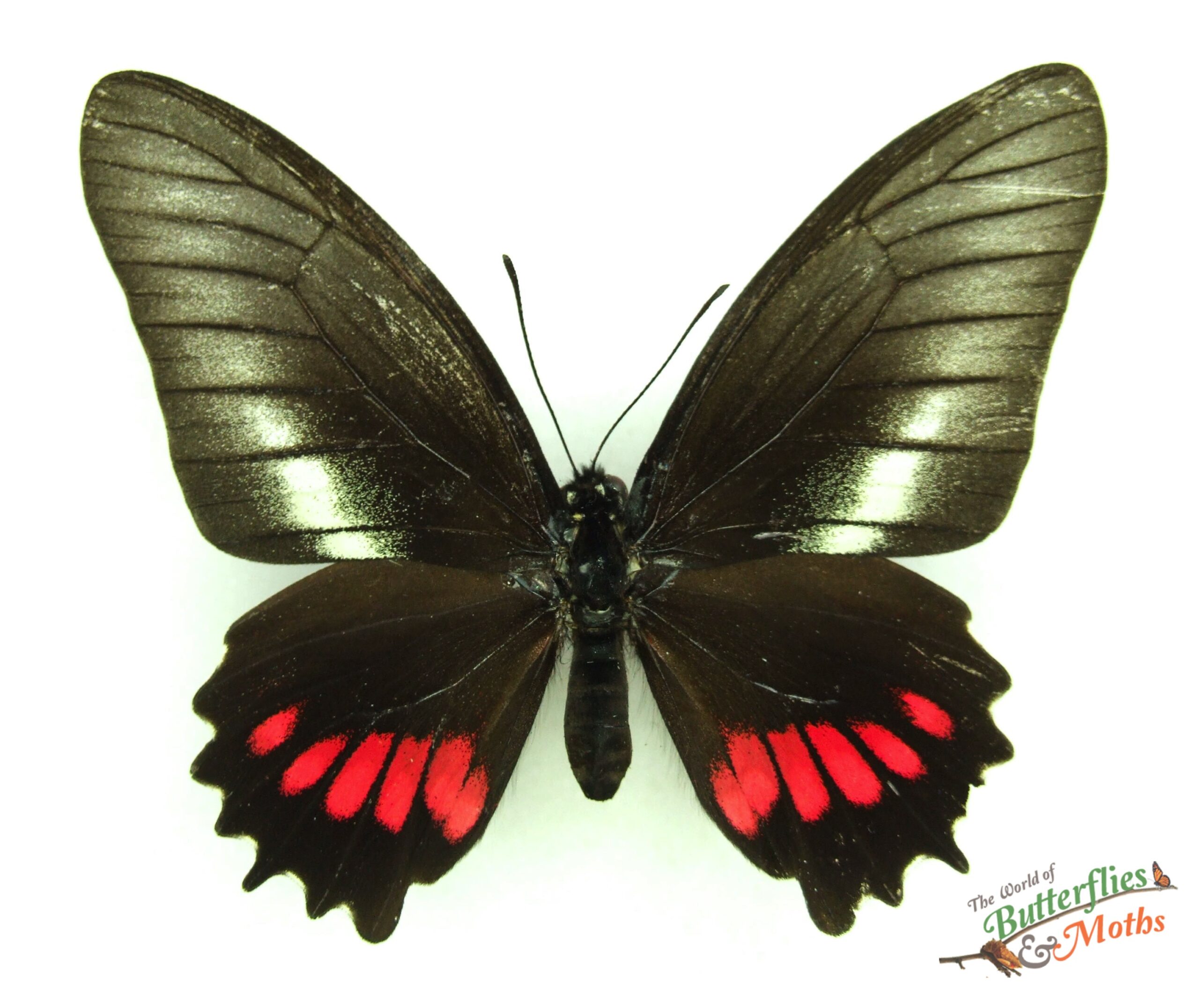 Mimoides ariarathes gayi PERU - World of Butterflies and Moths