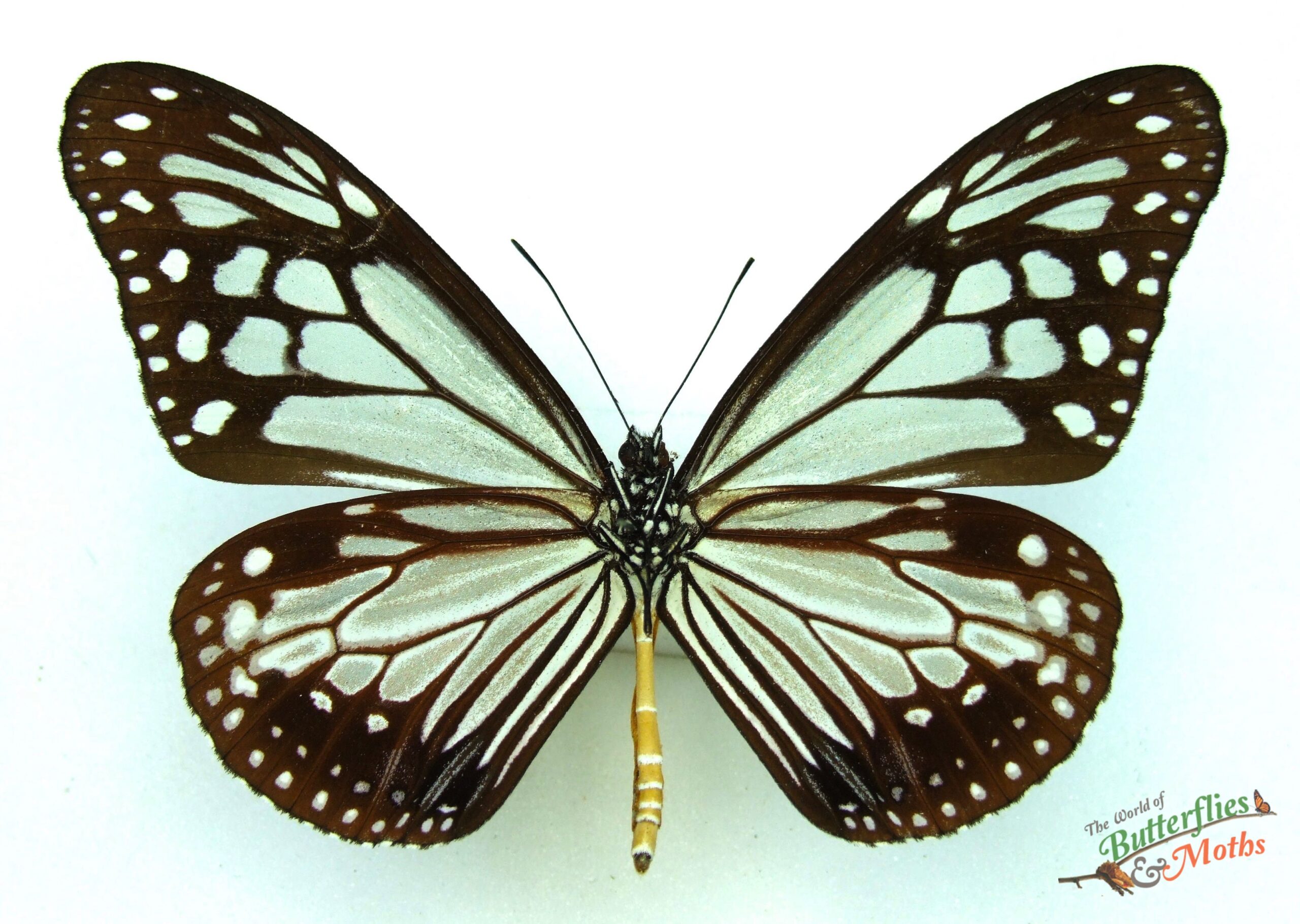 Parantica melaneus Chocolate Tiger CHINA - World of Butterflies and Moths