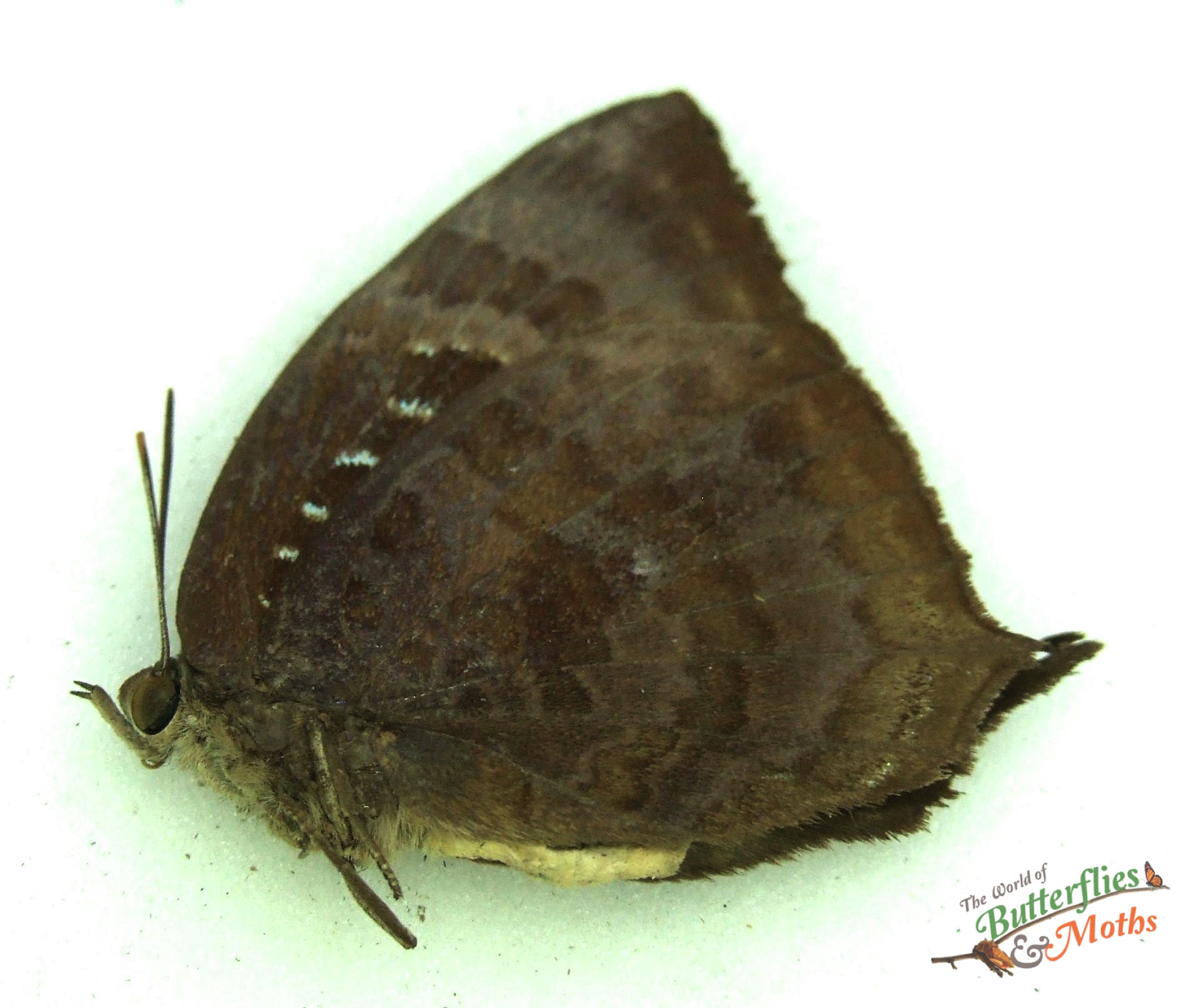 Arhopala pseudocentaurus Western Centaur Oakblue THAILAND - World of ...