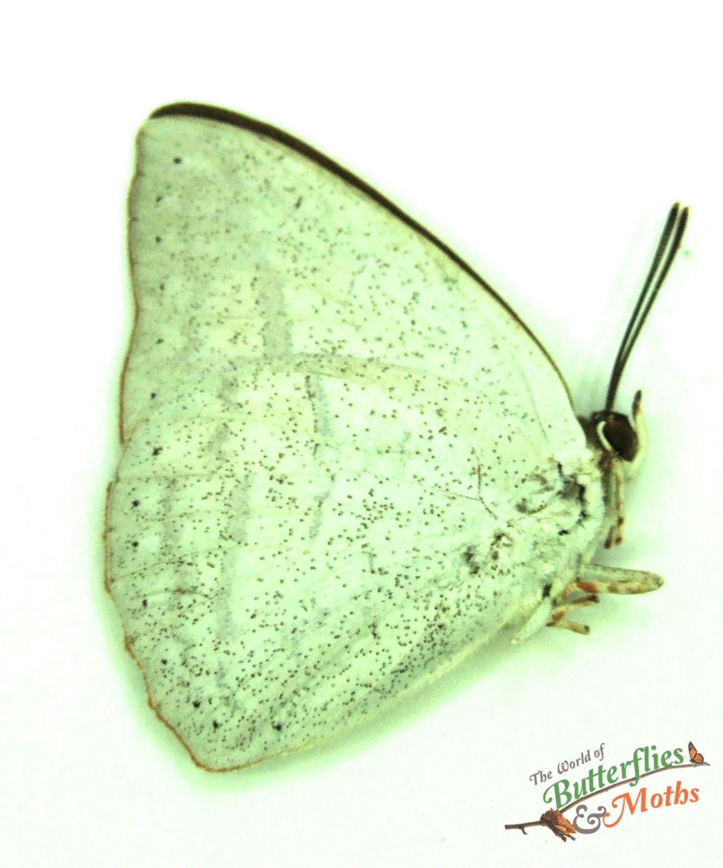 Curetis acuta (dentata) Angled sunbeam INDONESIA - World of Butterflies ...