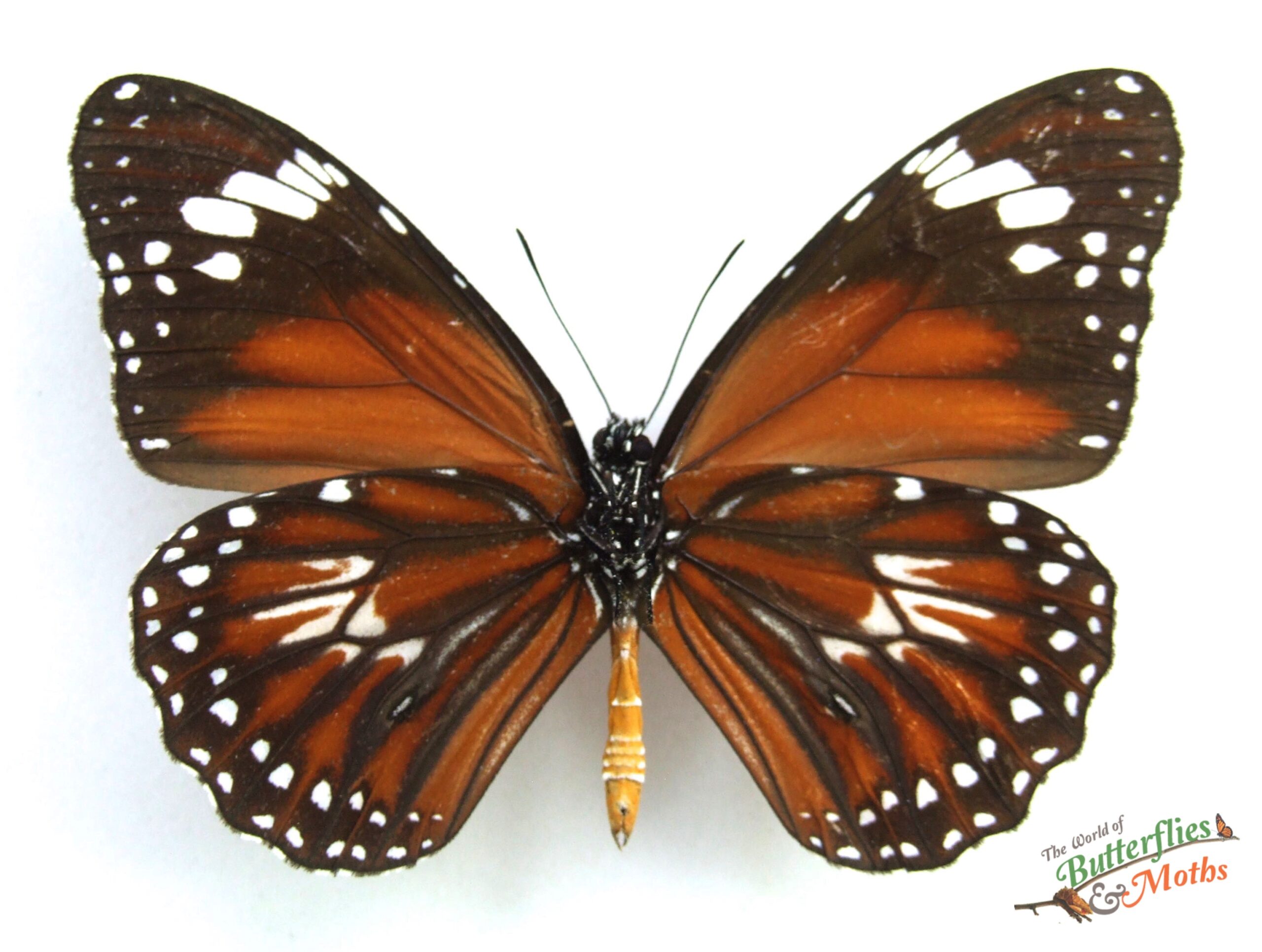 Danaus affinis obscura Swamp Tiger Ambon - World of Butterflies and Moths
