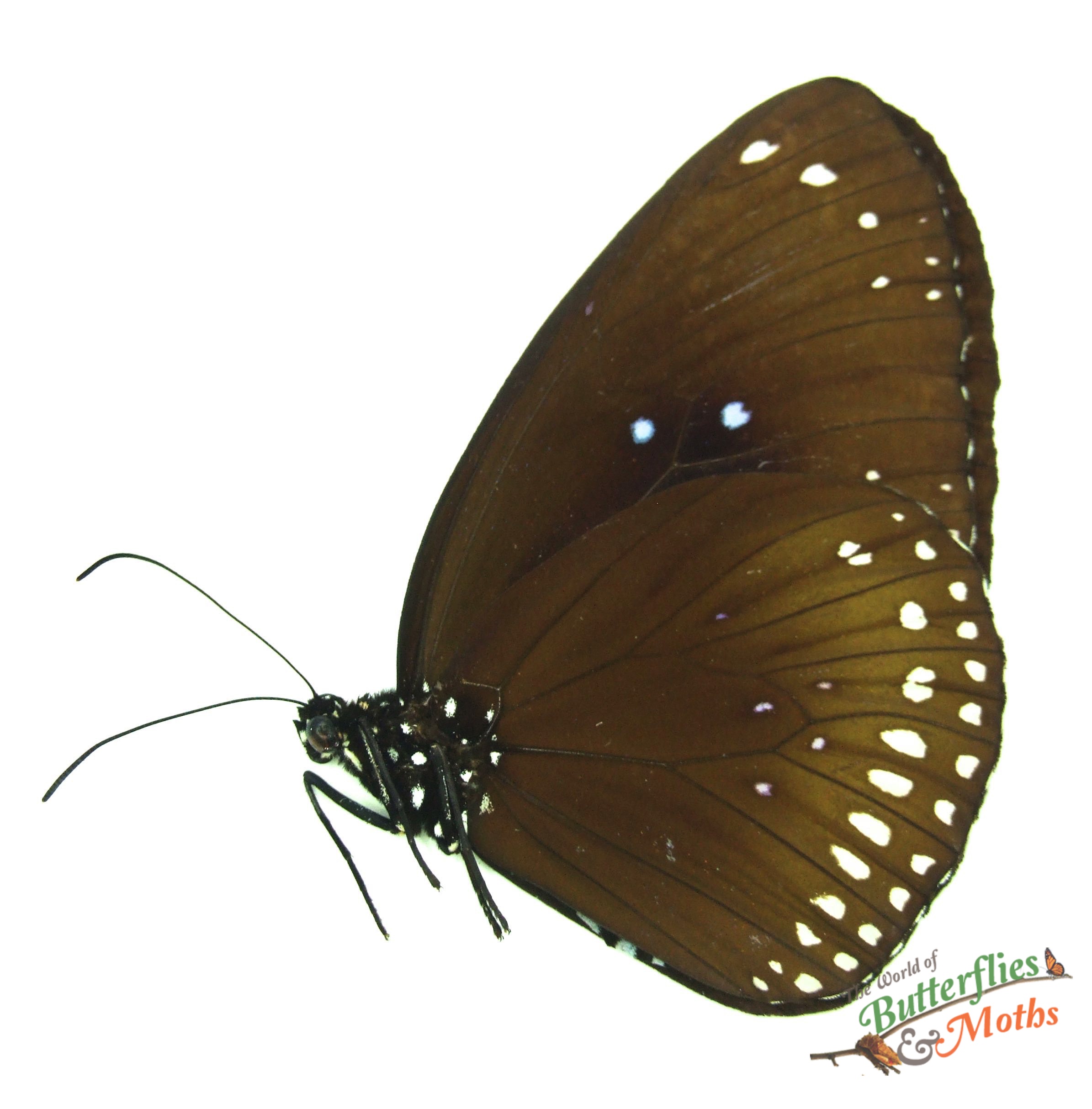 Euploea midamus Blue Spotted Crow MALAYSIA (FM) - World of Butterflies ...