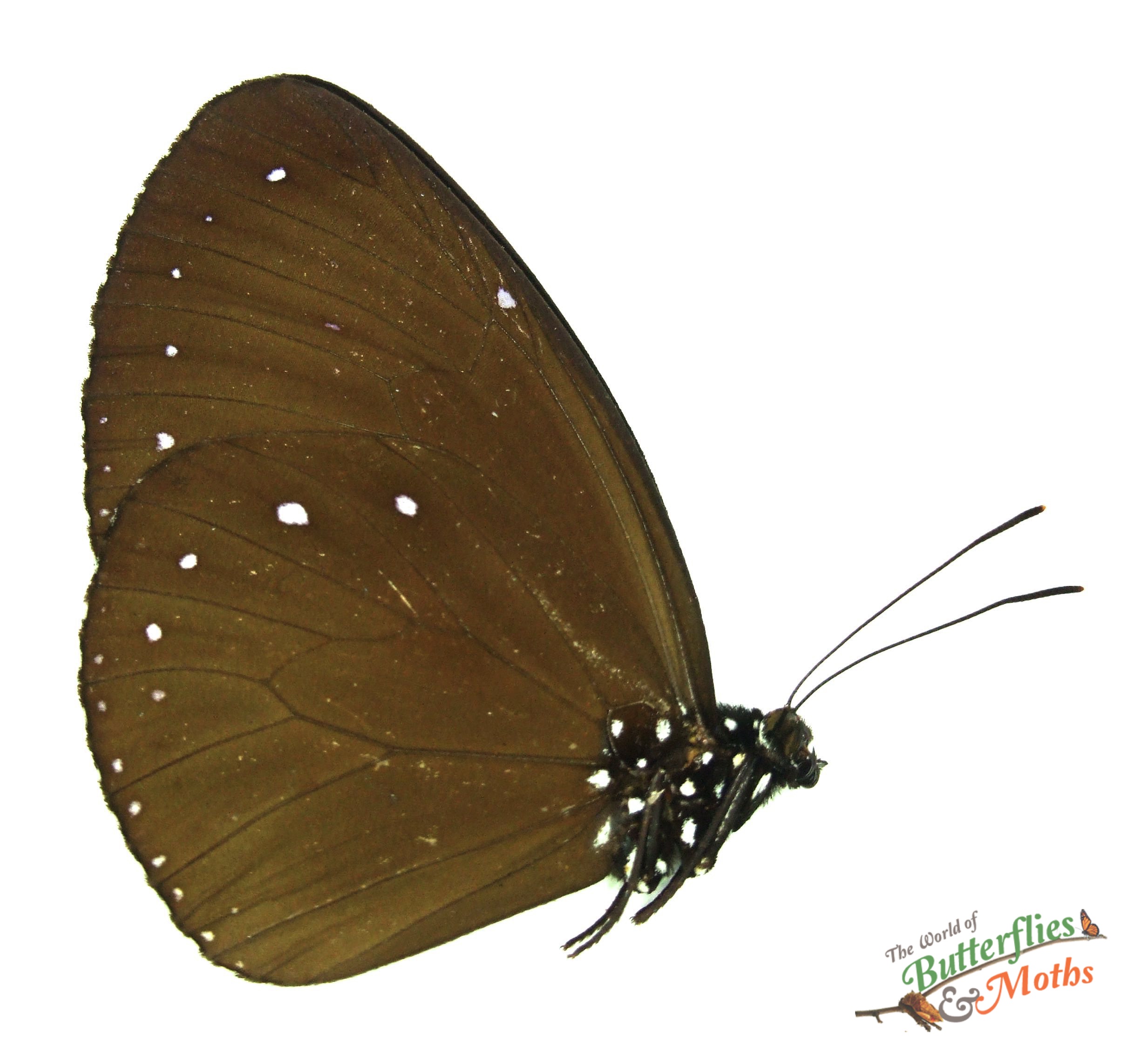 Euploea tulliolus Dwarf Crow MALAYSIA - World of Butterflies and Moths