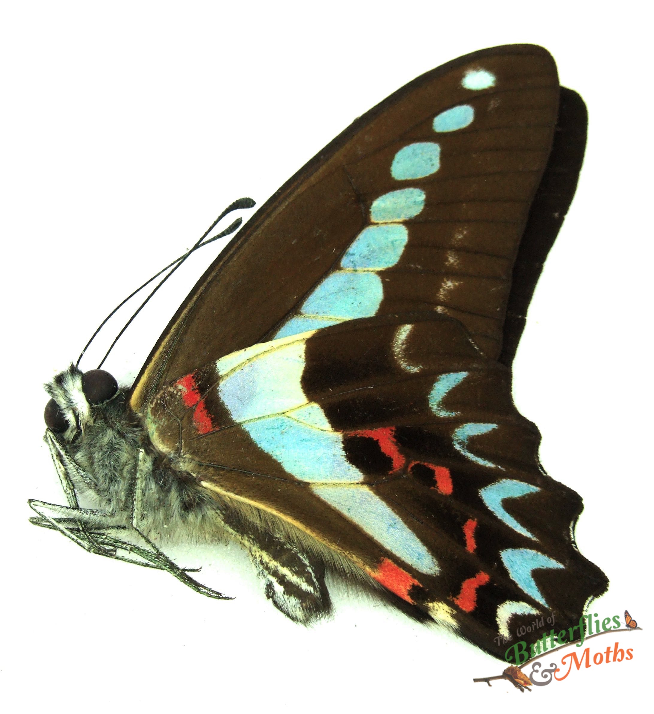 Graphium anthedon anthedon AMBON - World of Butterflies and Moths