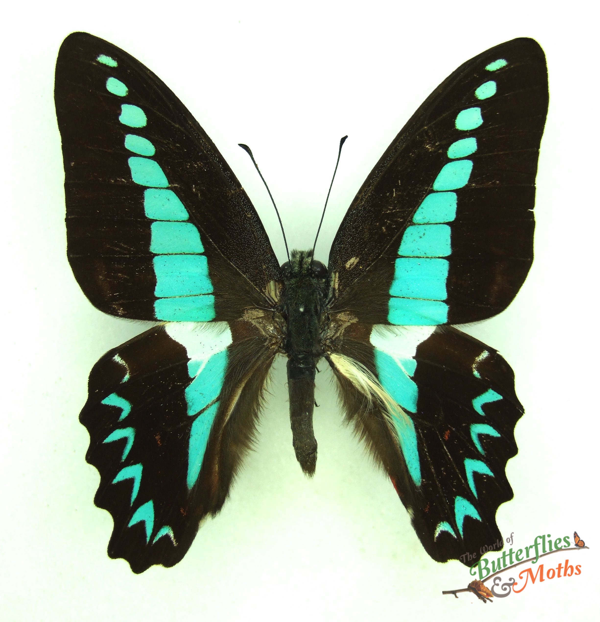Graphium anthedon anthedon AMBON - World of Butterflies and Moths