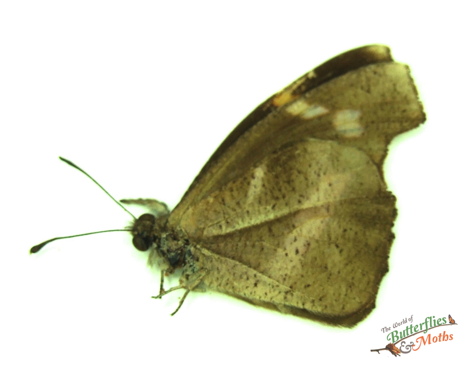 Libythea myrrha Club Beak Thailand - World of Butterflies and Moths