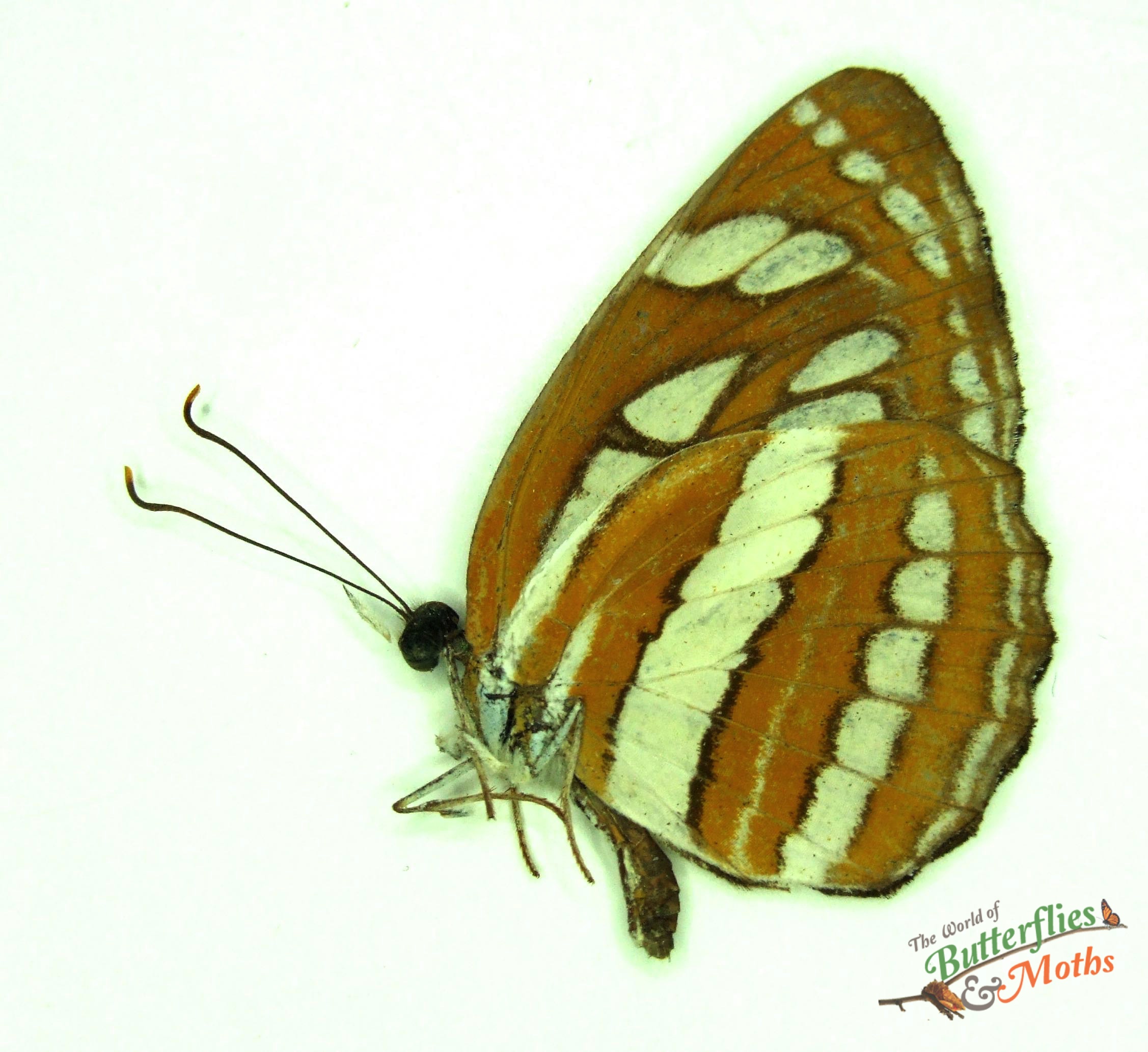 Neptis hylas Common Sailor THAILAND - World of Butterflies and Moths