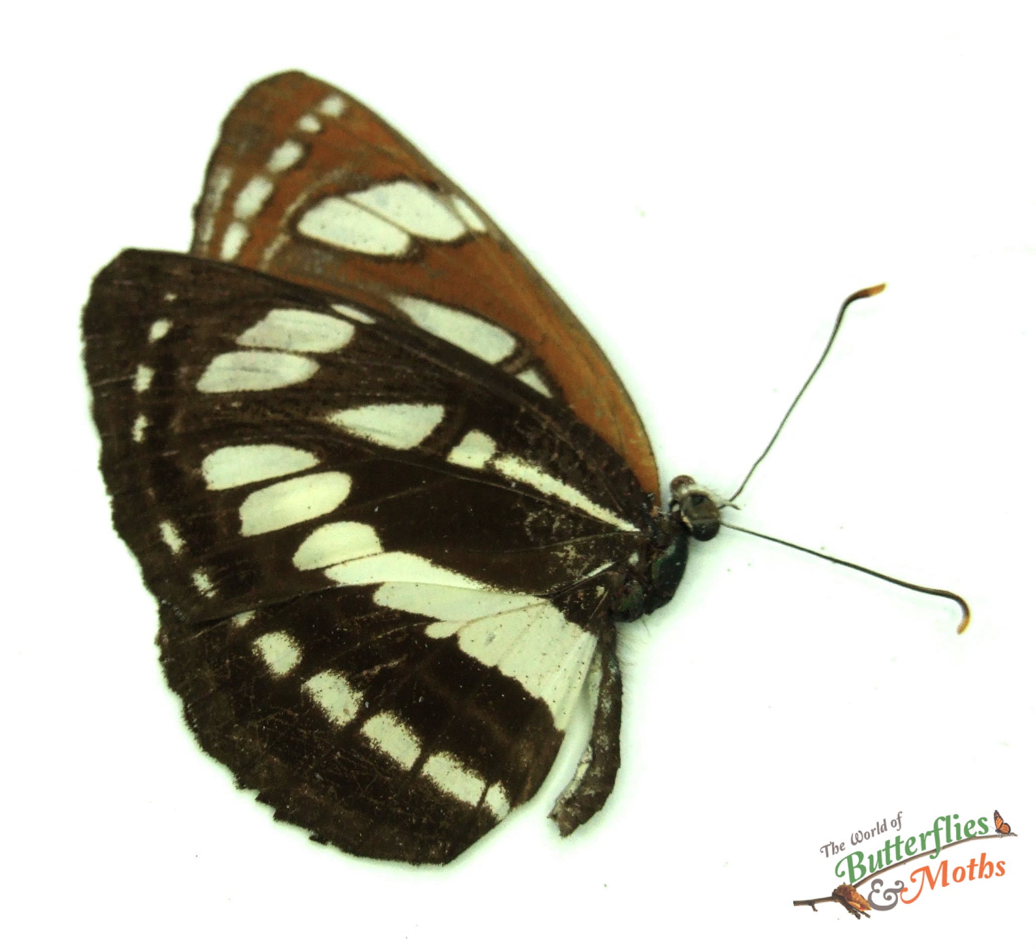 Neptis hylas Common Sailor THAILAND - World of Butterflies and Moths