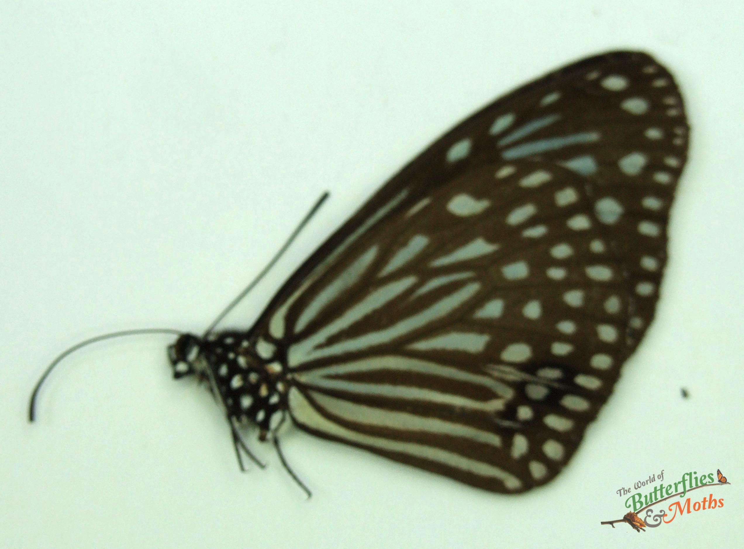 Parantica (Danaus) agleoides Dark Glassy Tiger Thailand - World of ...