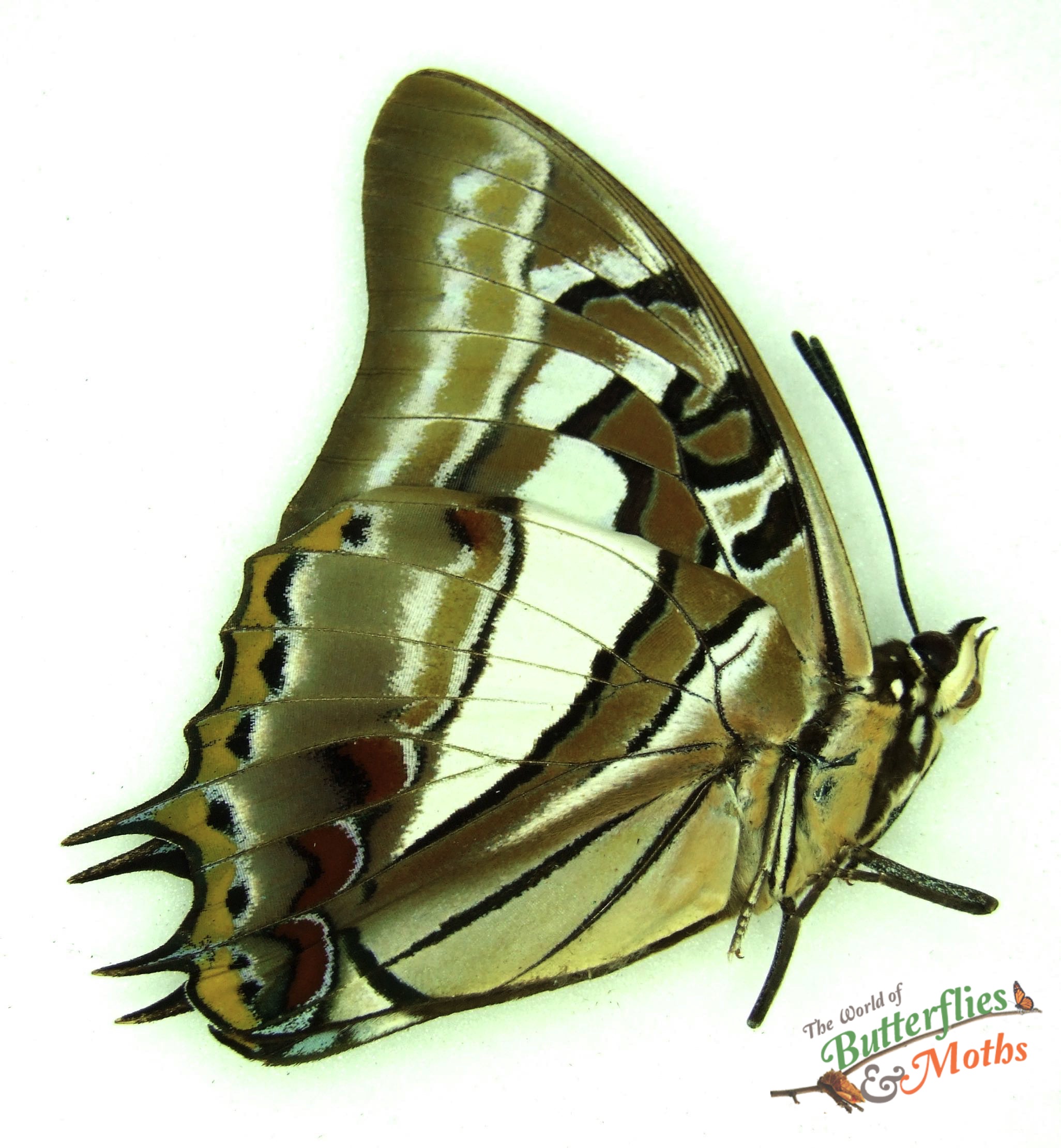 Polyura (Charaxes) jupiter INDONESIA Ambon - World of Butterflies and Moths