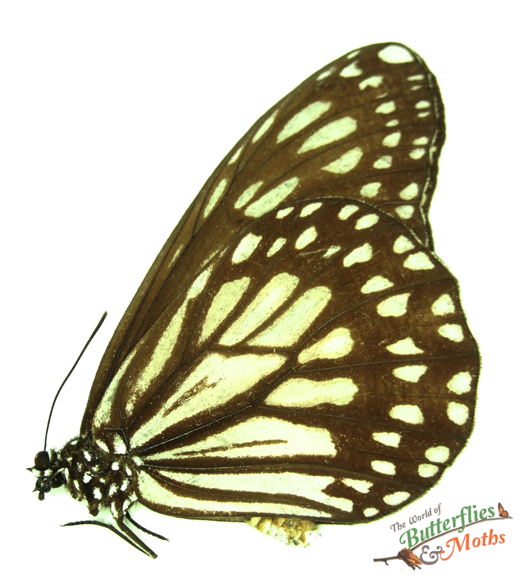 Wholesale Danaus ismare INDONESIA Ambon (A-) - World of Butterflies and ...