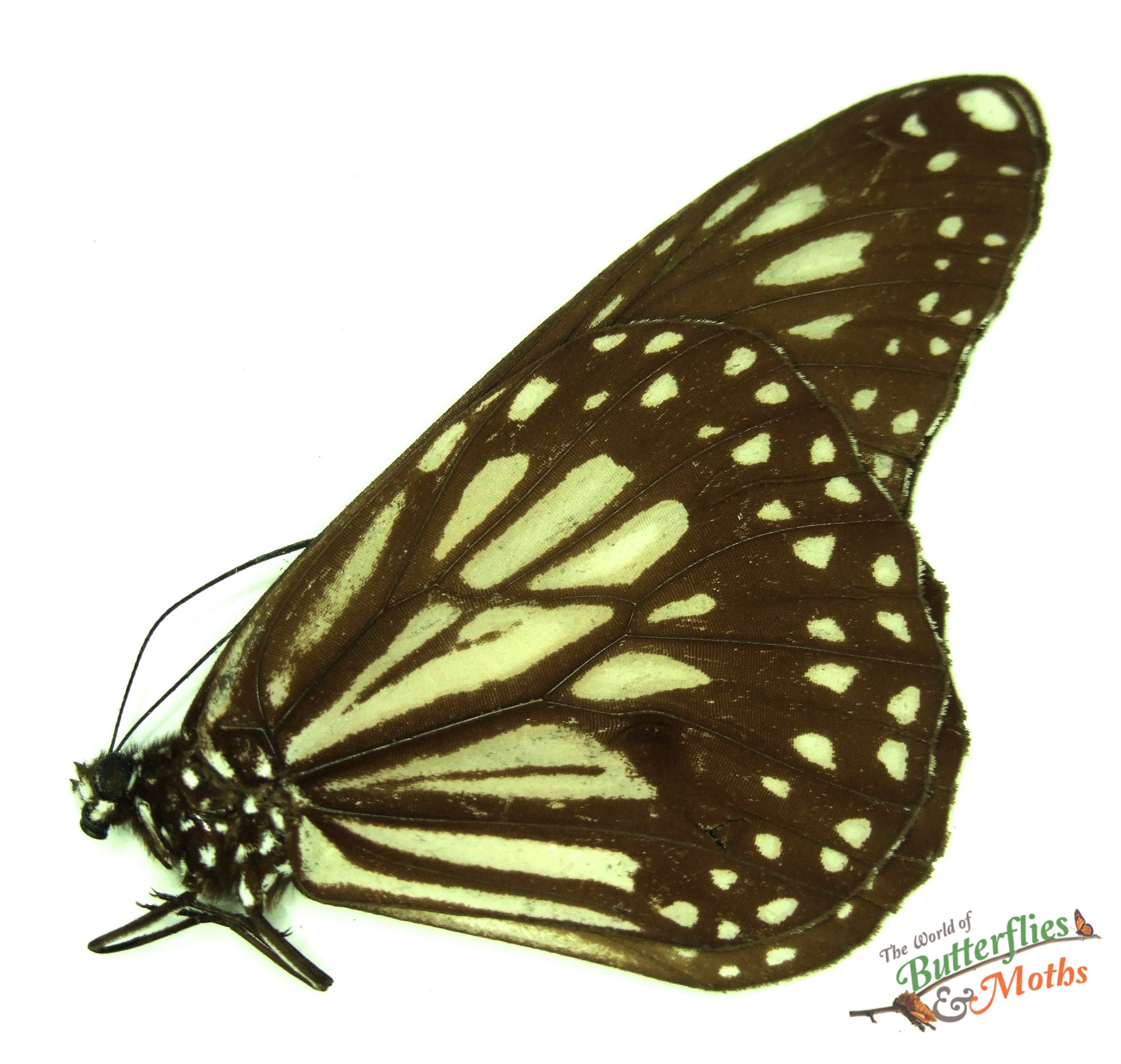 Danaus ismare Tiger INDONESIA - World of Butterflies and Moths