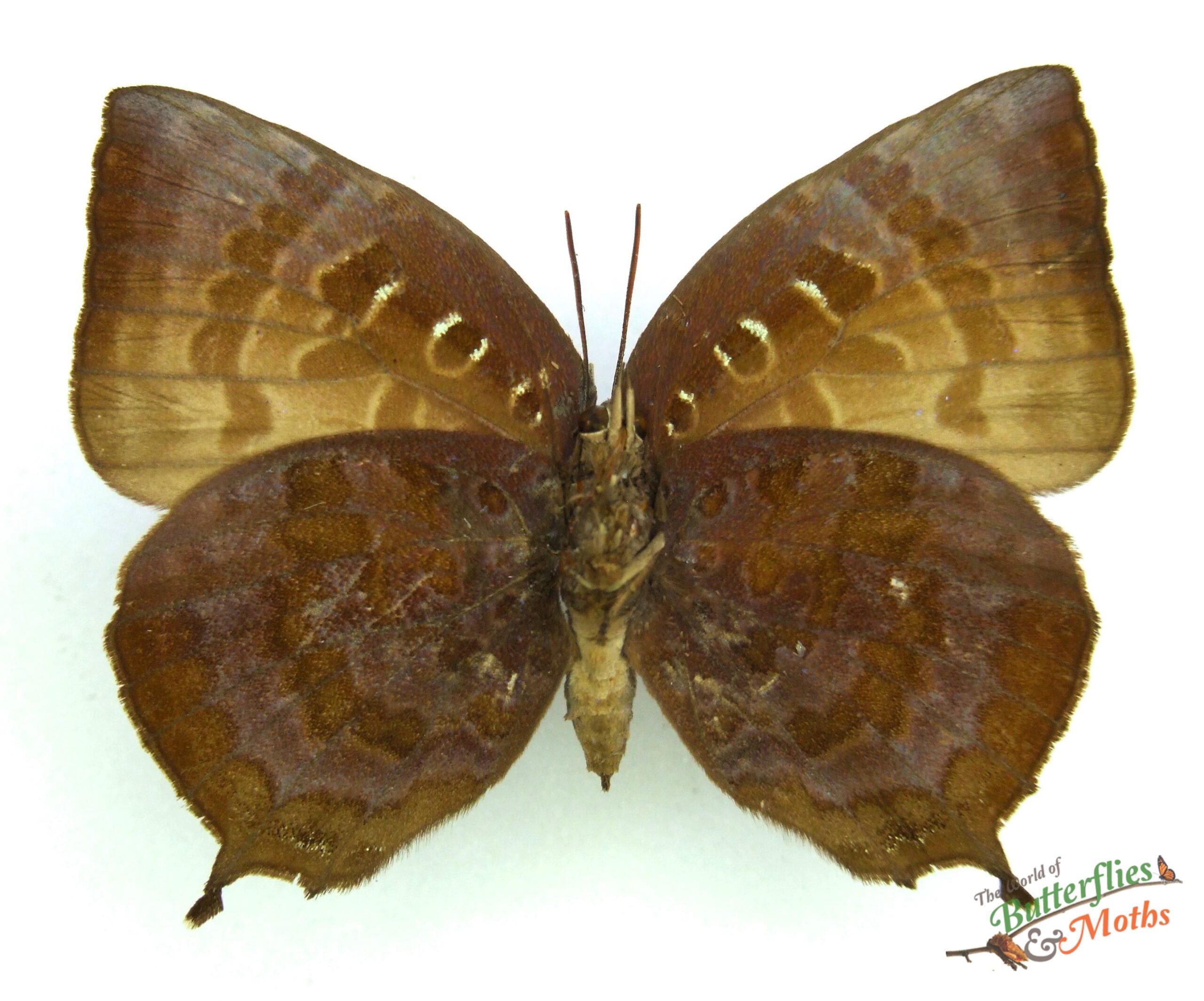 Arhopala pseudocentaurus Western Centaur Oakblue THAILAND - World of ...