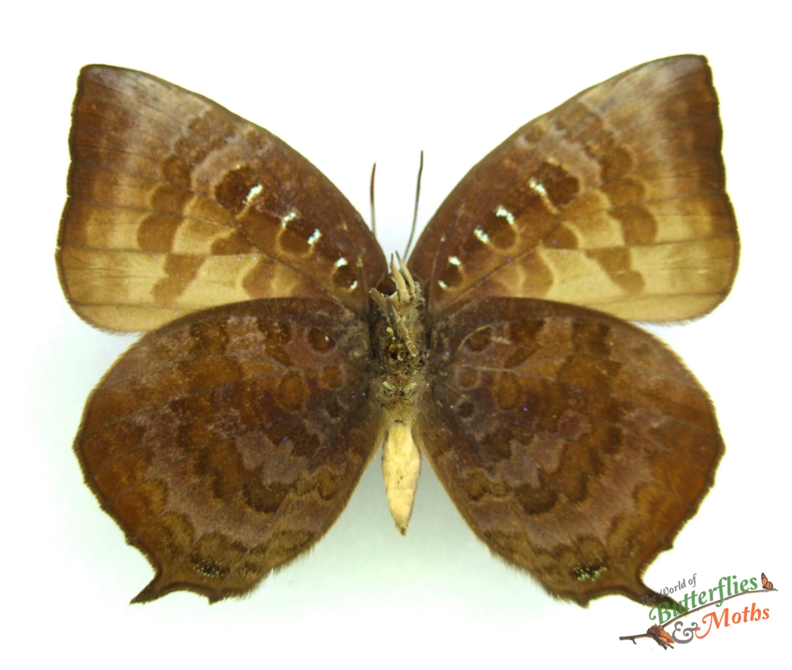 Arhopala pseudocentaurus Western Centaur Oakblue THAILAND - World of ...