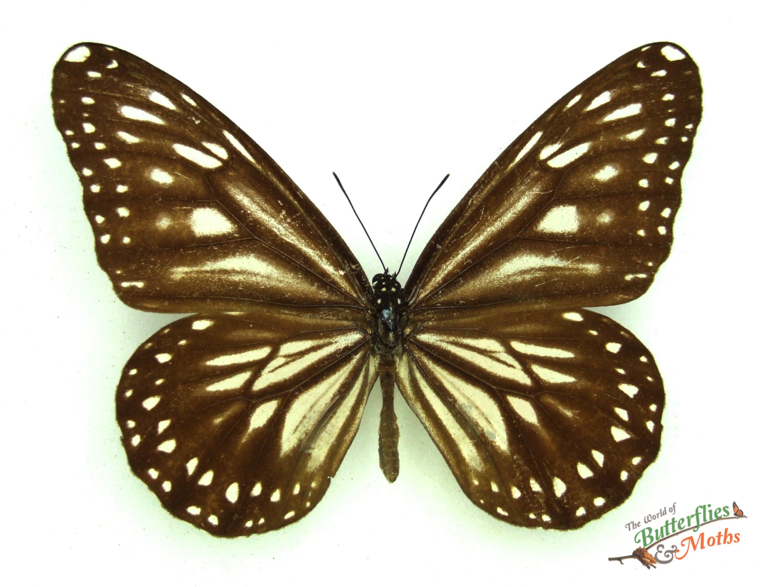 Danaus ismare Tiger INDONESIA - World of Butterflies and Moths
