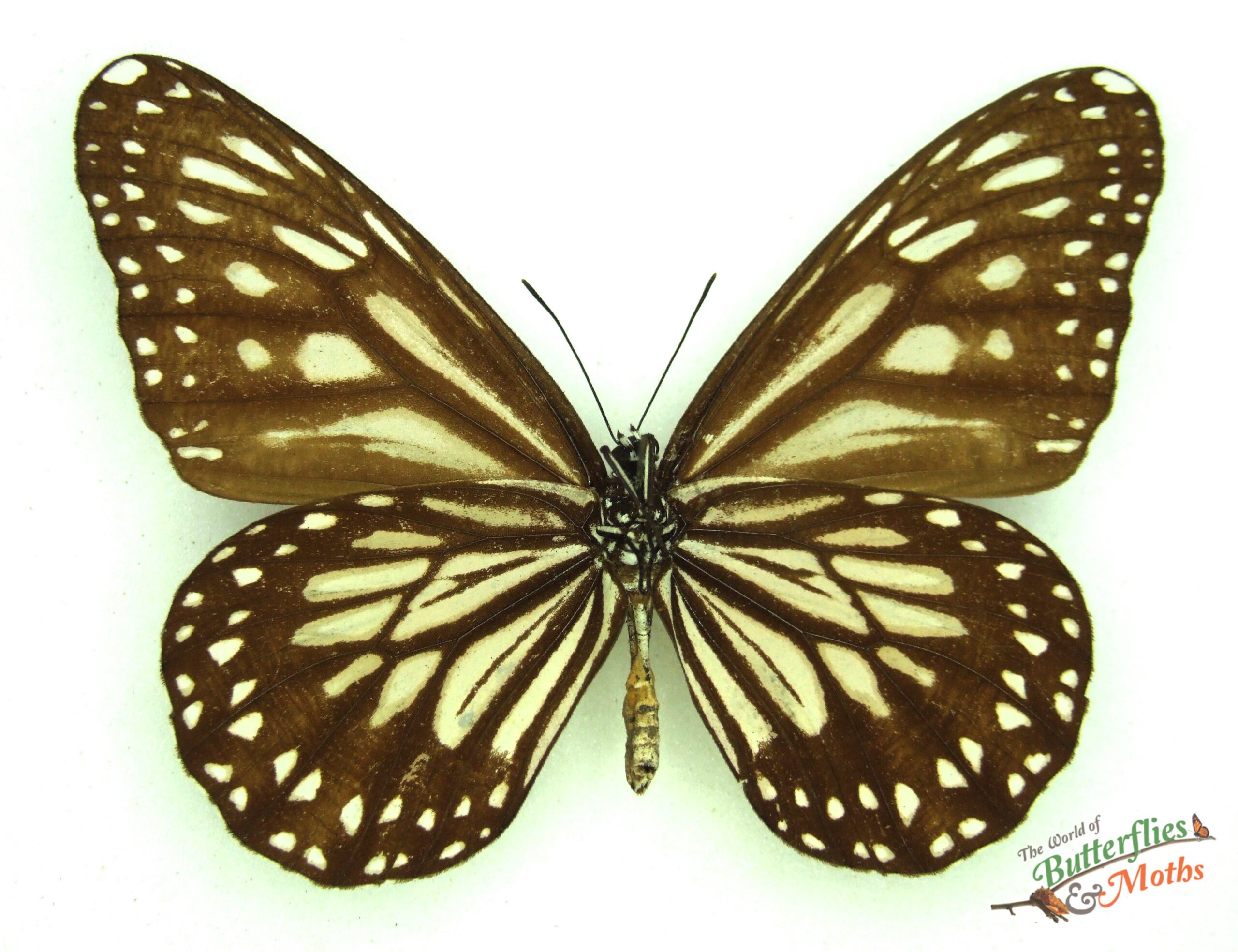 Danaus ismare Tiger INDONESIA - World of Butterflies and Moths