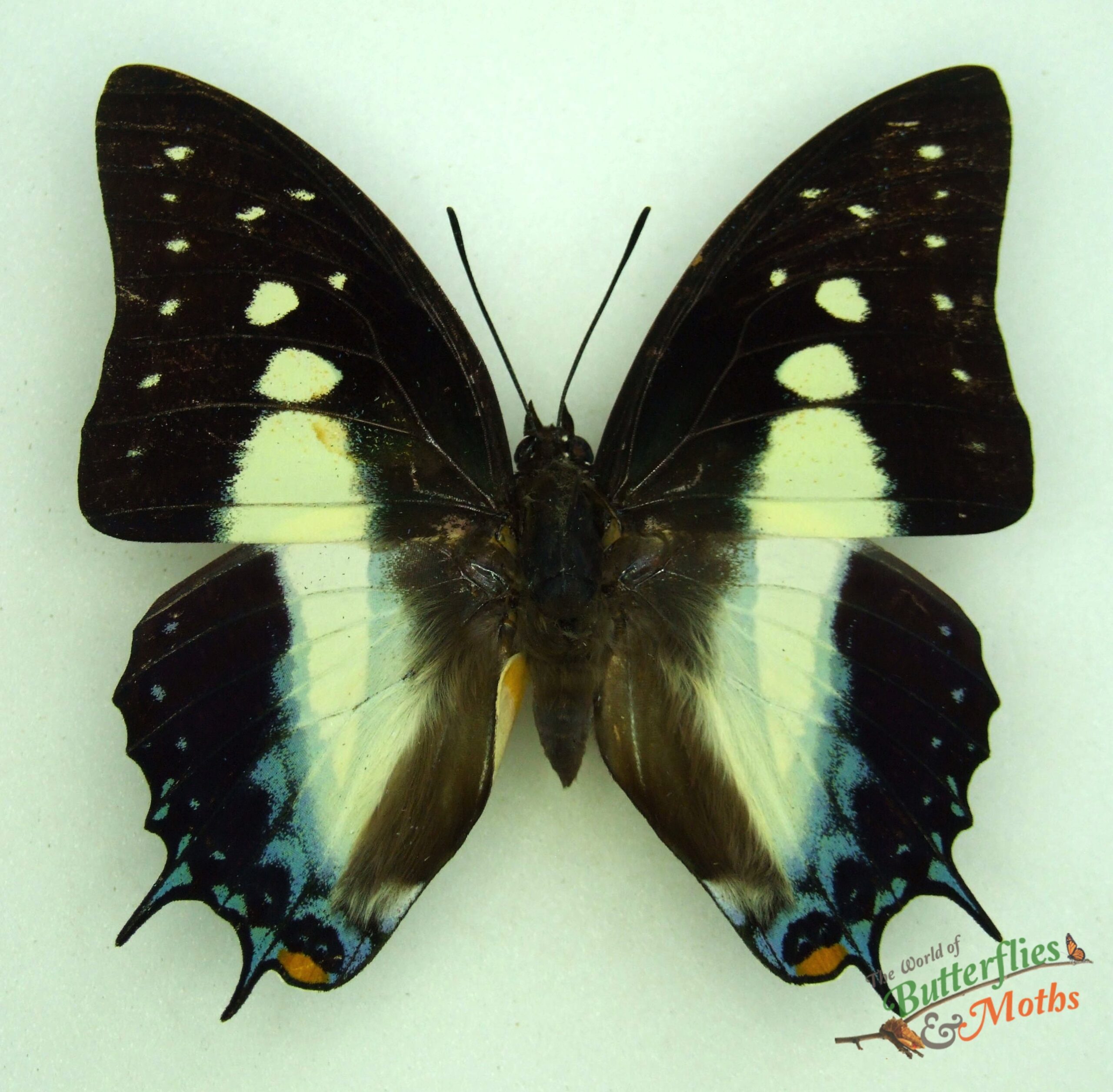 Polyura (Charaxes) jupiter INDONESIA Ambon - World of Butterflies and Moths