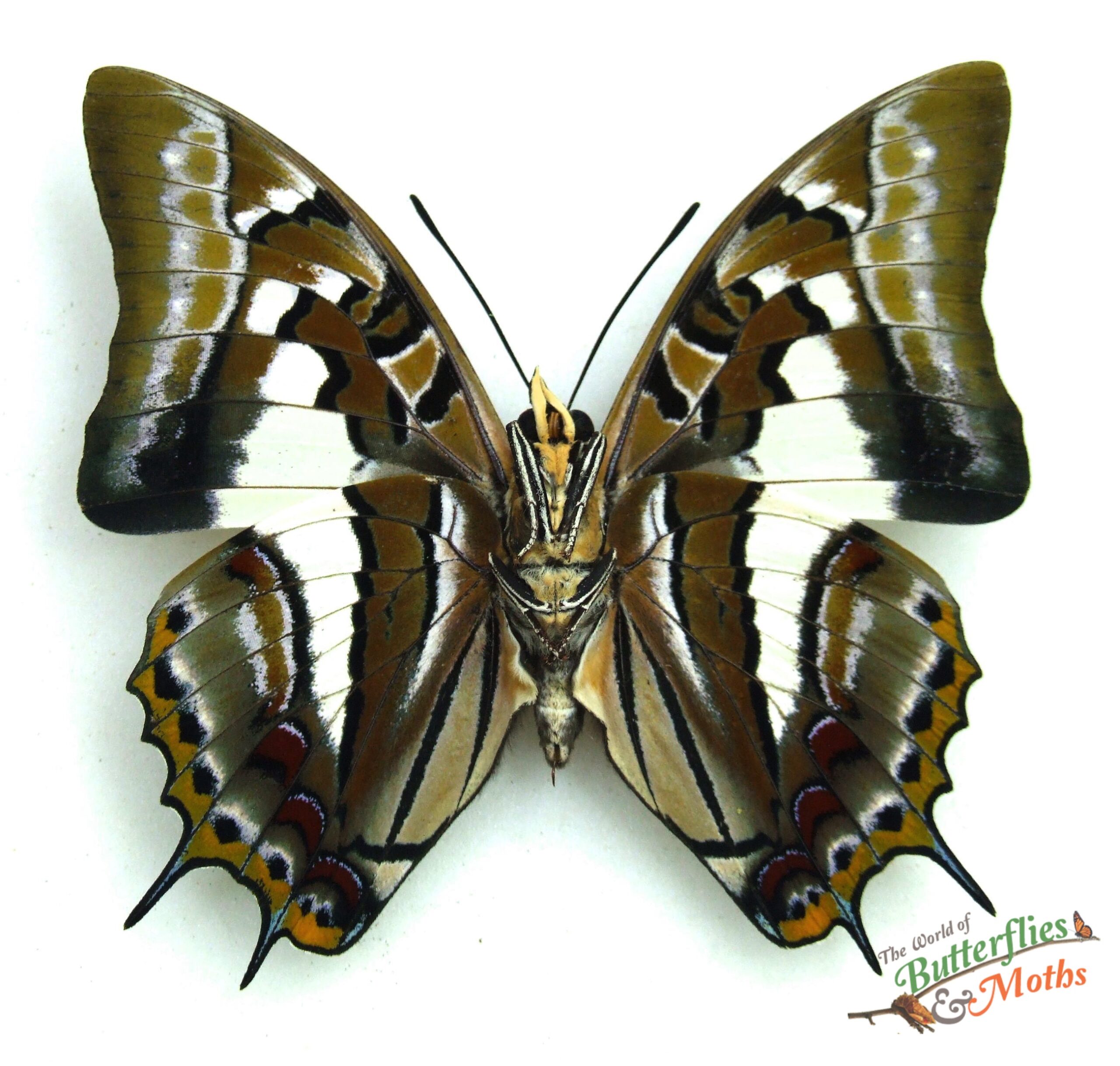 Polyura (Charaxes) jupiter INDONESIA Ambon - World of Butterflies and Moths