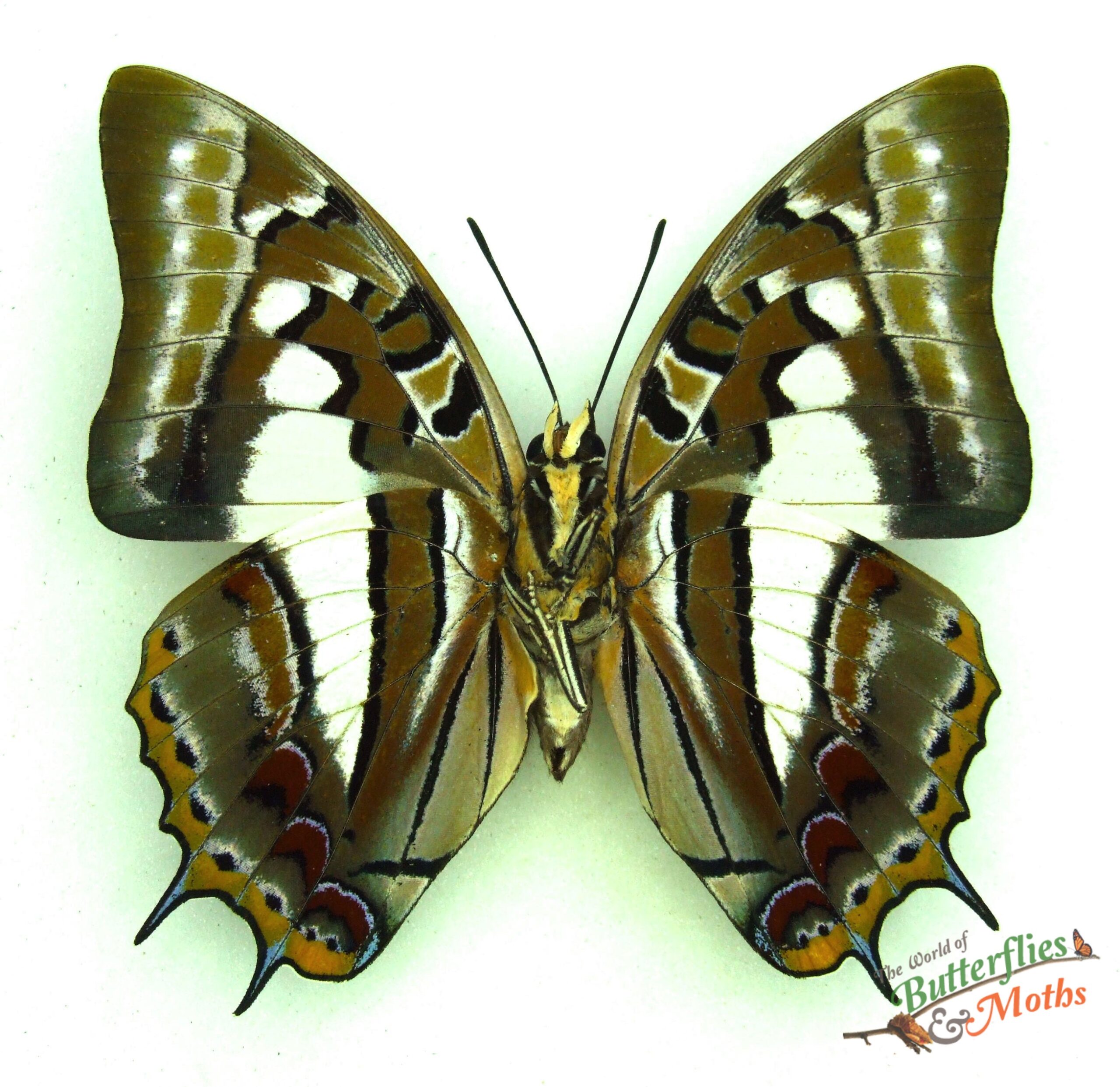Polyura (Charaxes) jupiter INDONESIA Ambon - World of Butterflies and Moths