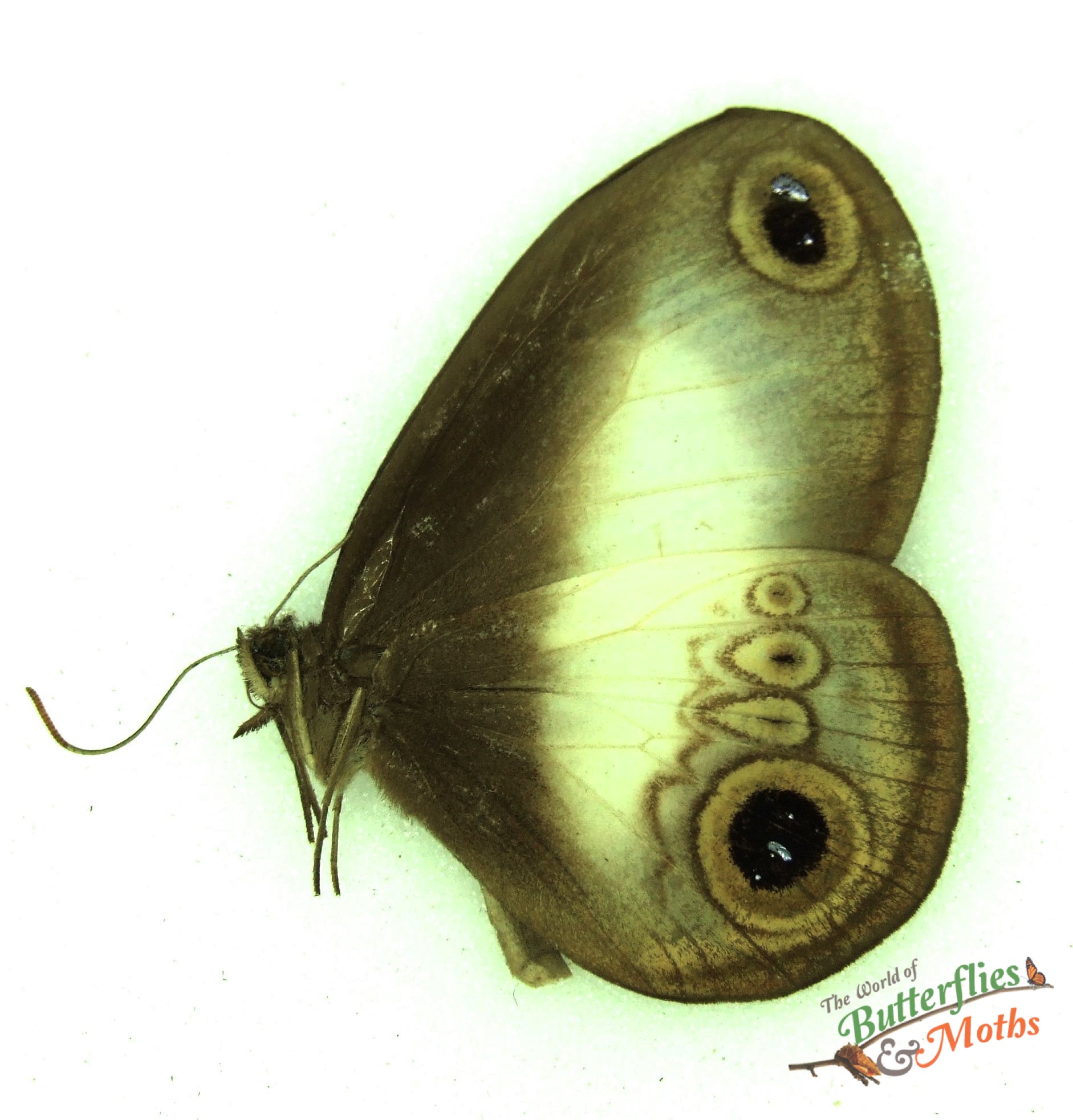 Acrophtalmia chione BACHAN - World of Butterflies and Moths